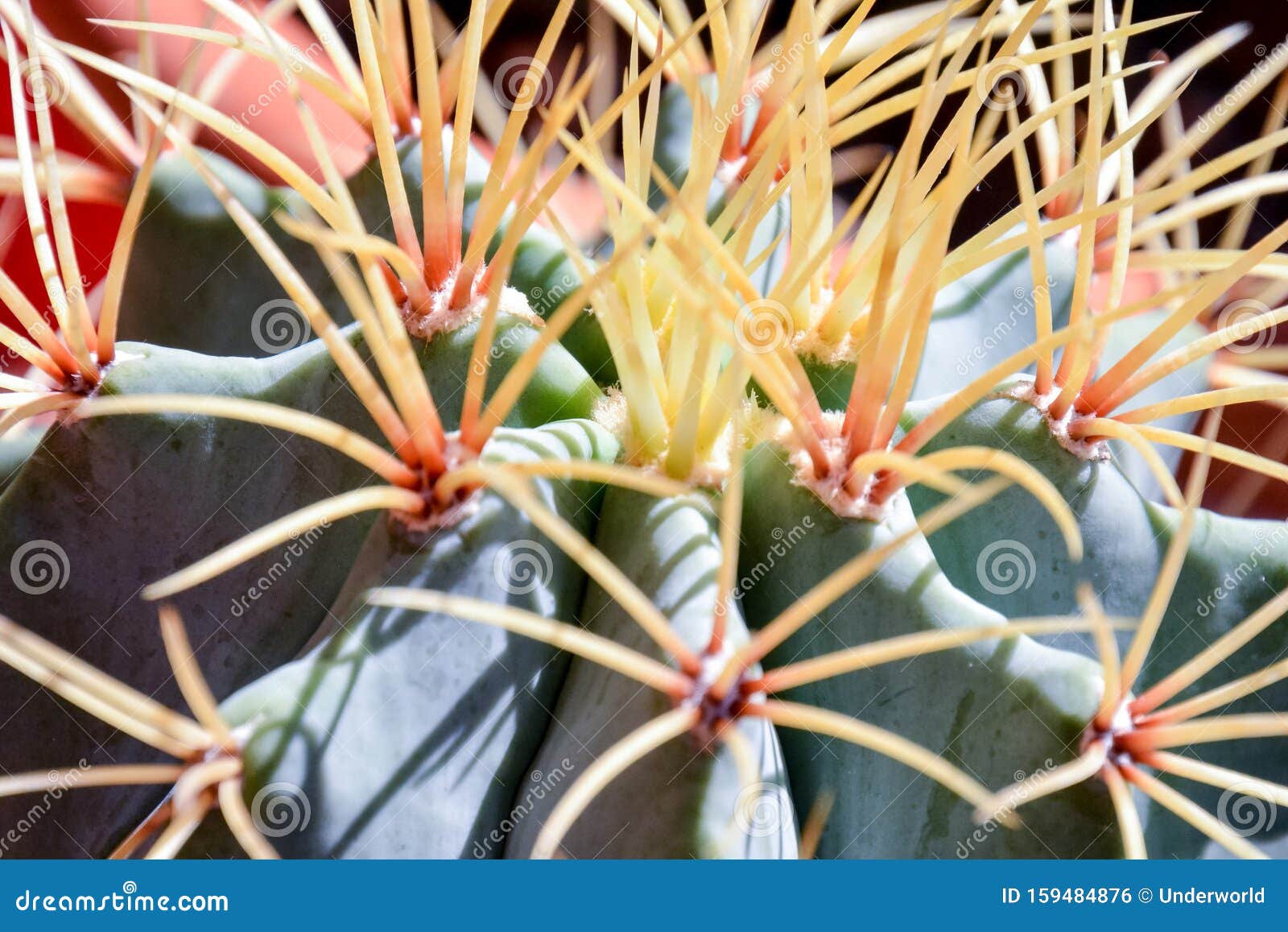 Cactus Texture Background stock photo. Image of growth - 159484876