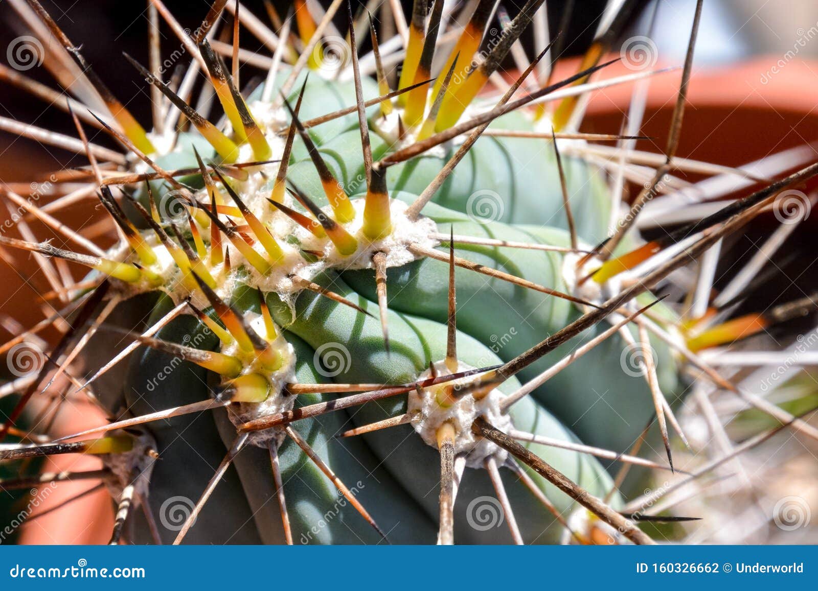 Cactus Texture Background stock illustration. Illustration of green ...