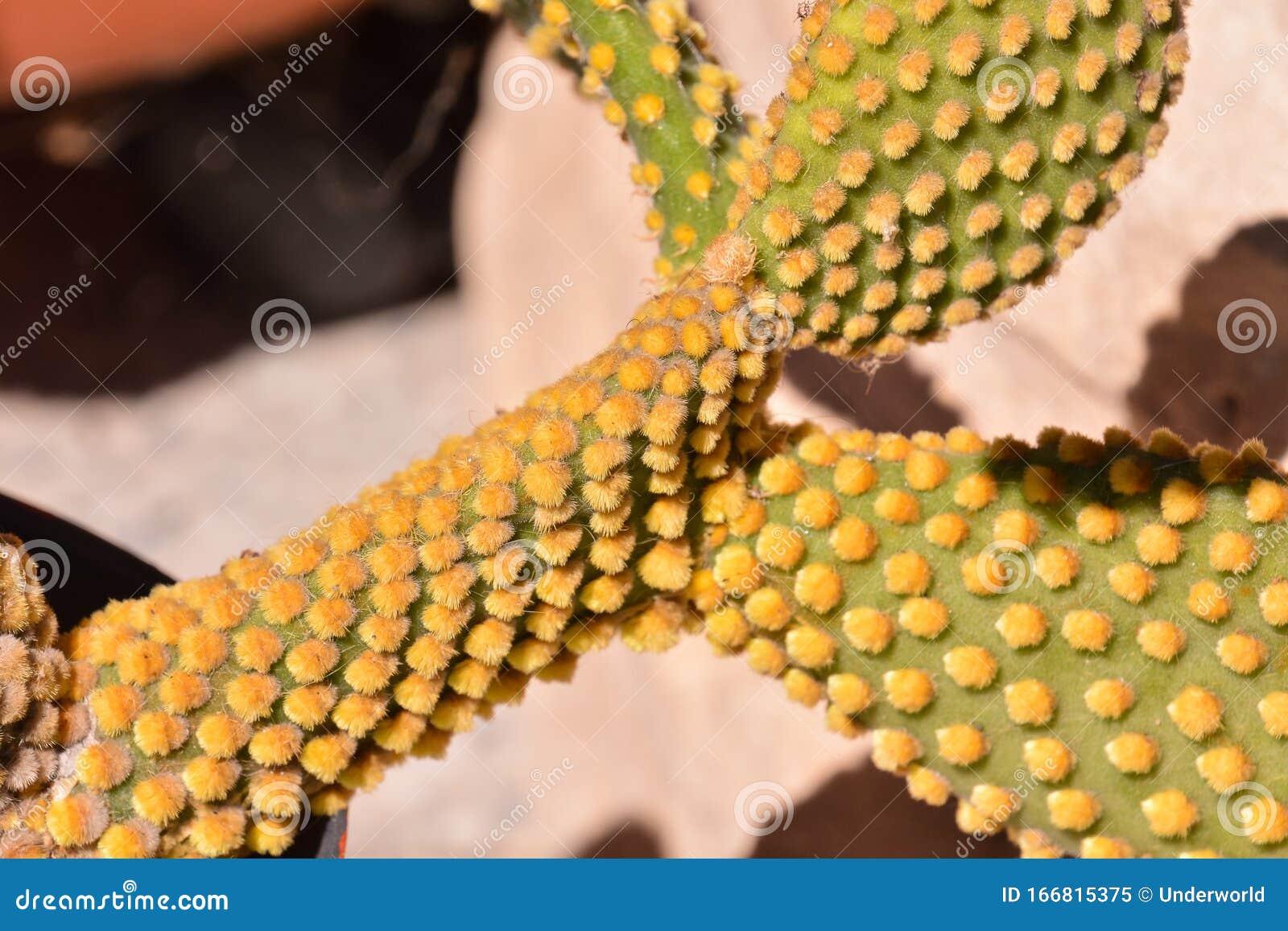 Cactus Texture Background stock image. Image of garden - 166815375