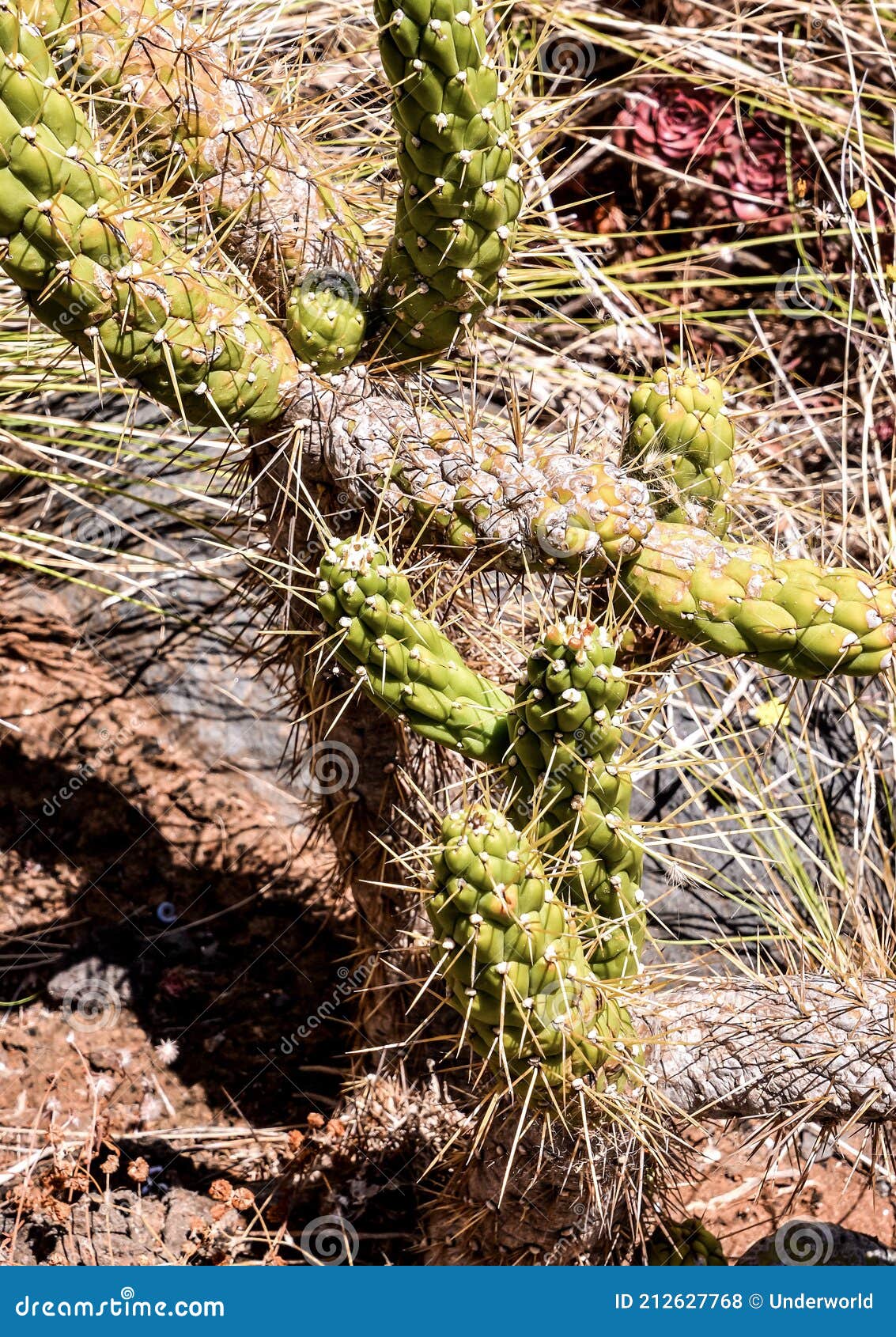 Cactus Texture Background stock photo. Image of natural - 212627768