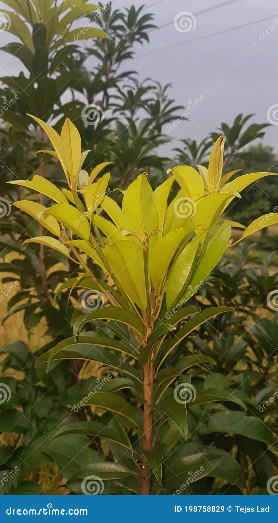 Photo Pik in Evening the Chikoo Tree Stock Image - Image of tree ...