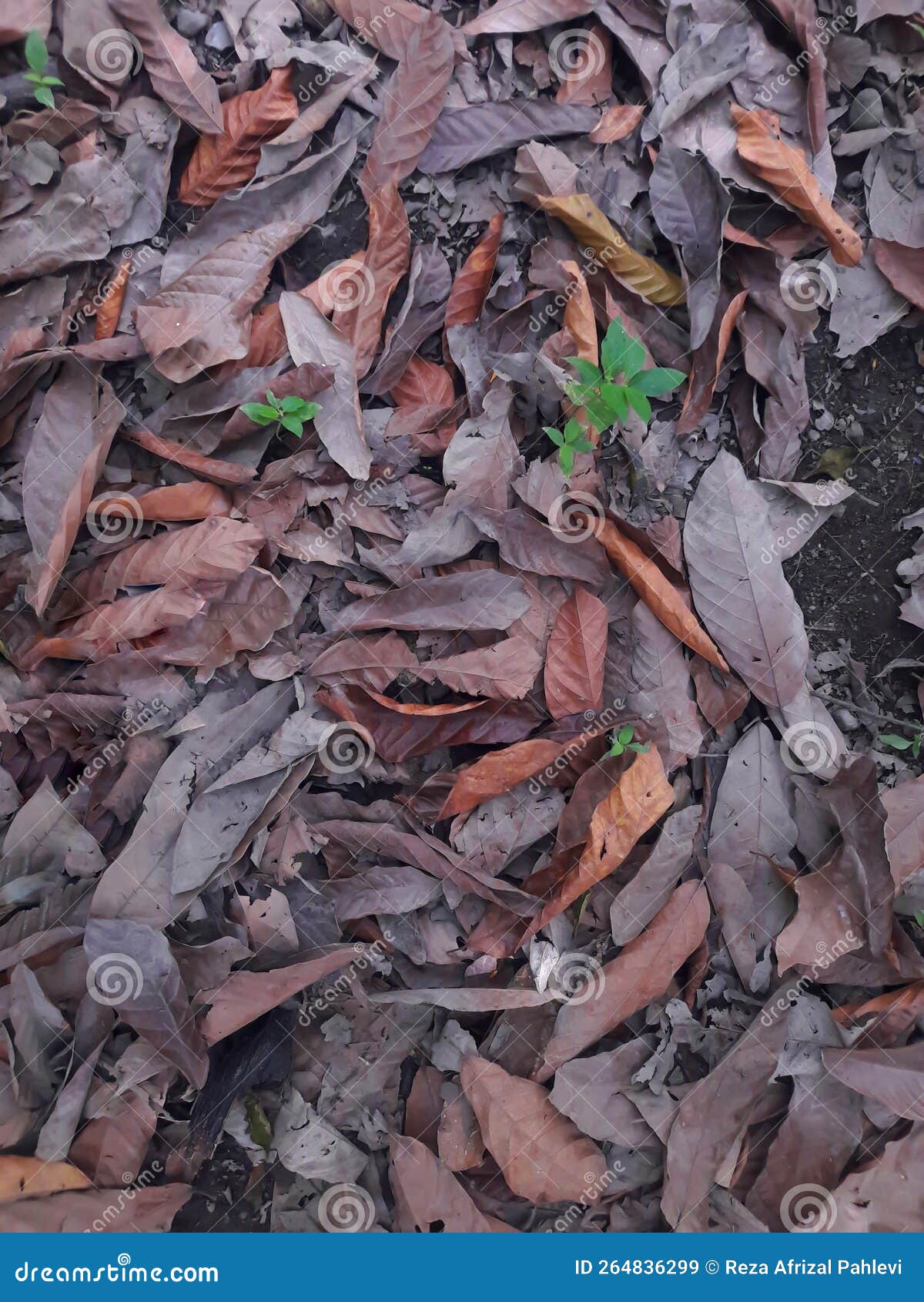 Photo of a Pile of Dry Leaf Trash Behind the House Stock Image - Image ...