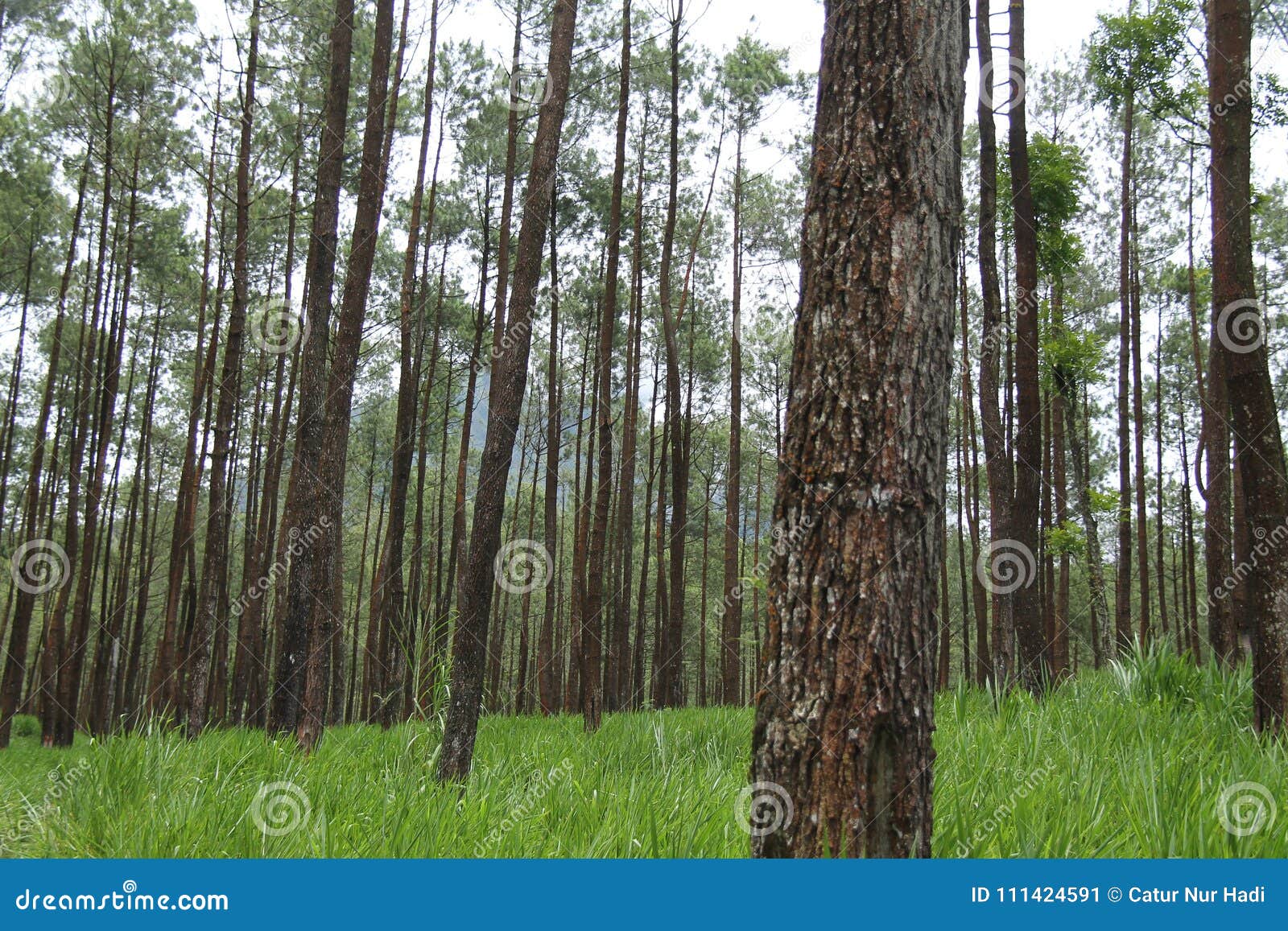 Photo of a Pine Tree, from Below, Version 1 Stock Image - Image of ...