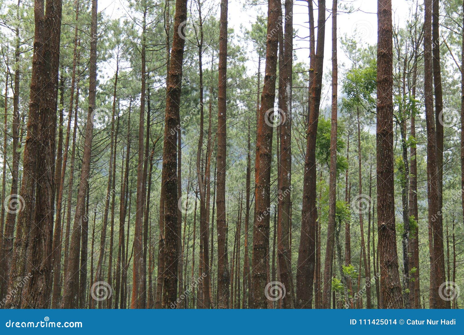 Photo of a Pine Tree, from Below, Version 14 Stock Photo - Image of ...