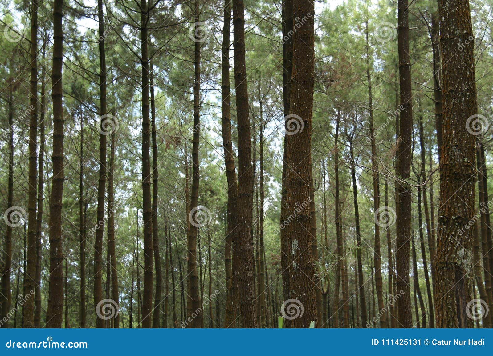 Photo of a Pine Tree, from Below, Version 18 Stock Image - Image of ...