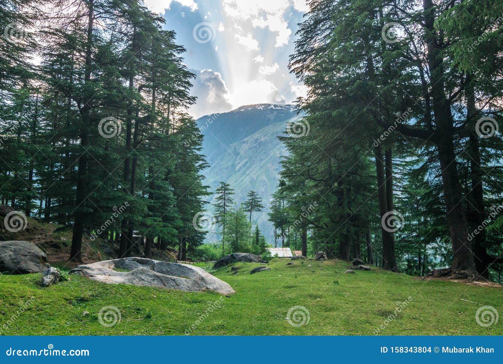 Pine Tree Forest in Himalayas Stock Photo - Image of scenic, panorama ...