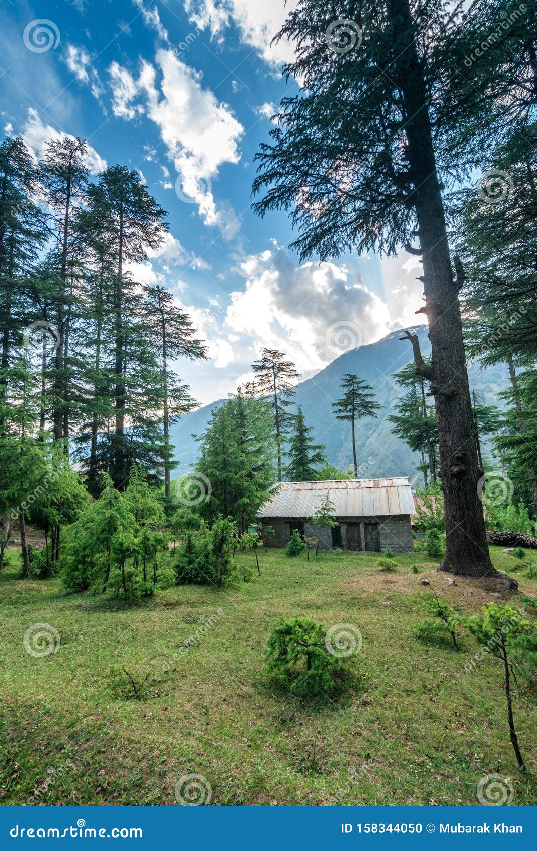 Pine Tree Forest in Himalayas Stock Photo - Image of kashmir, blue ...