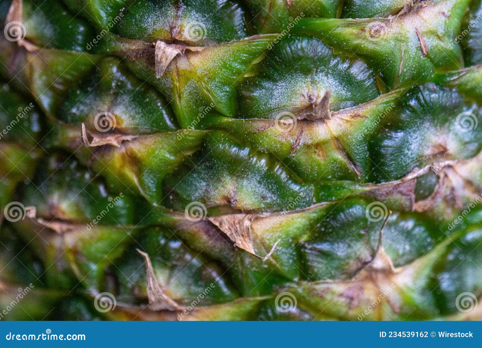 Photo of Pineapple. Unripen Green Texture of the Fruit Shell Stock ...