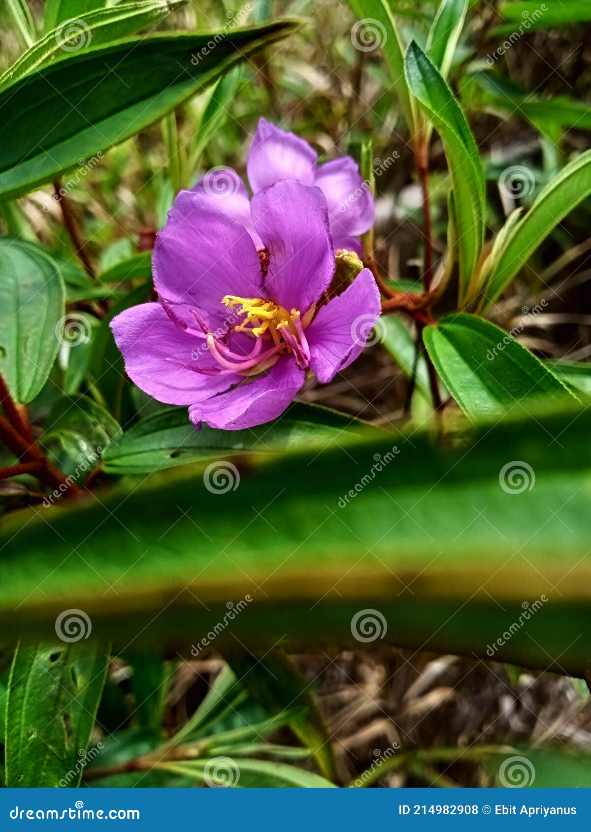 A Photo of a Ping-colored Flower that is Being Surrounded by Ants Stock ...