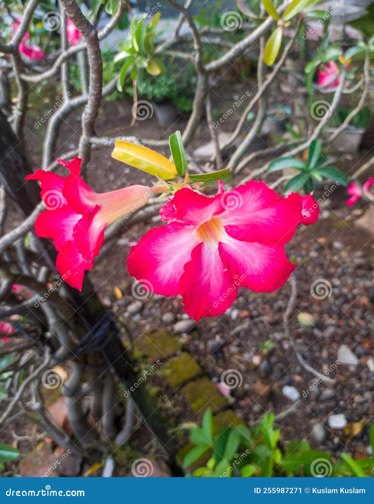 Photo of Ping-colored Kemboja Flower the Sunny Stock Image - Image of ...