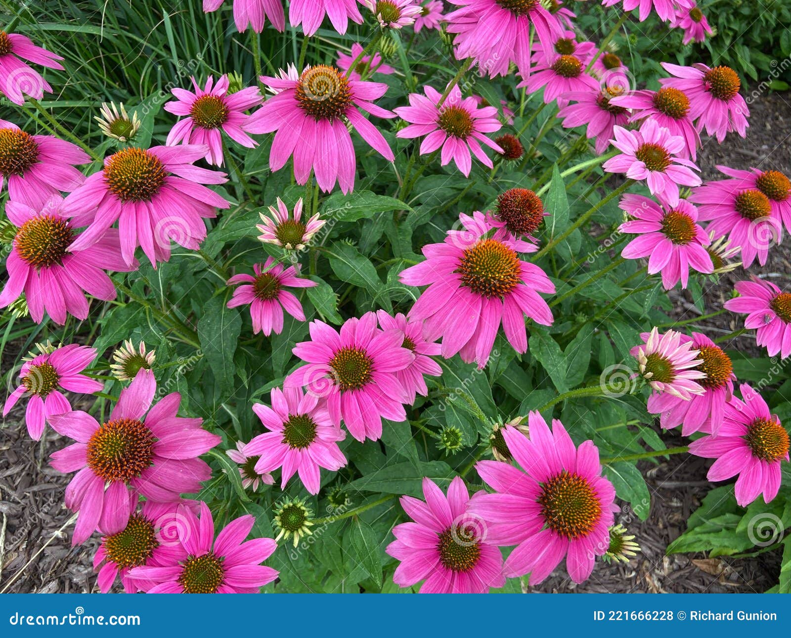 Pink Flowers in the Spring Garden Stock Photo - Image of spring ...