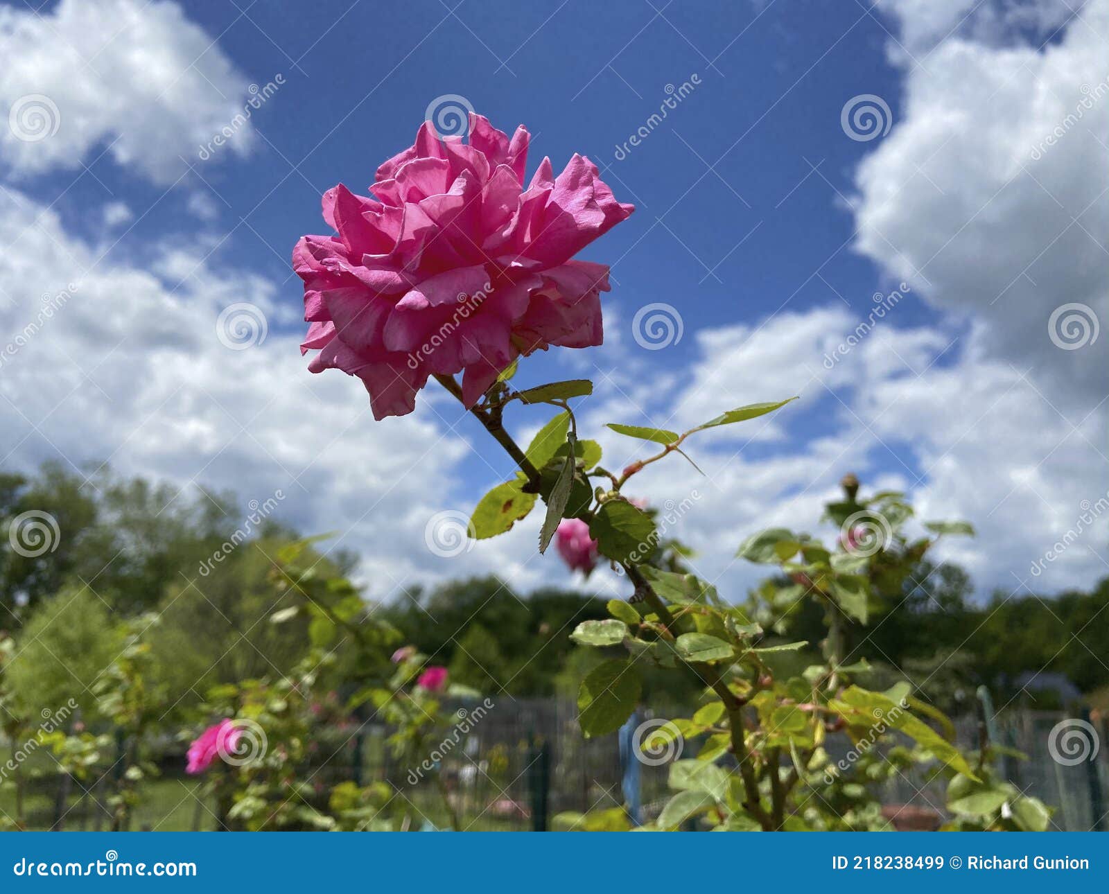 Pink Rose and Clouds in Spring Stock Image - Image of pink, white ...