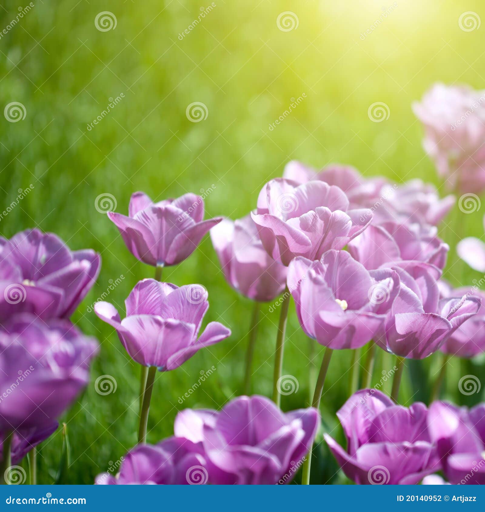 Photo of Pink Tulips with Sun Beam Stock Photo - Image of nature ...