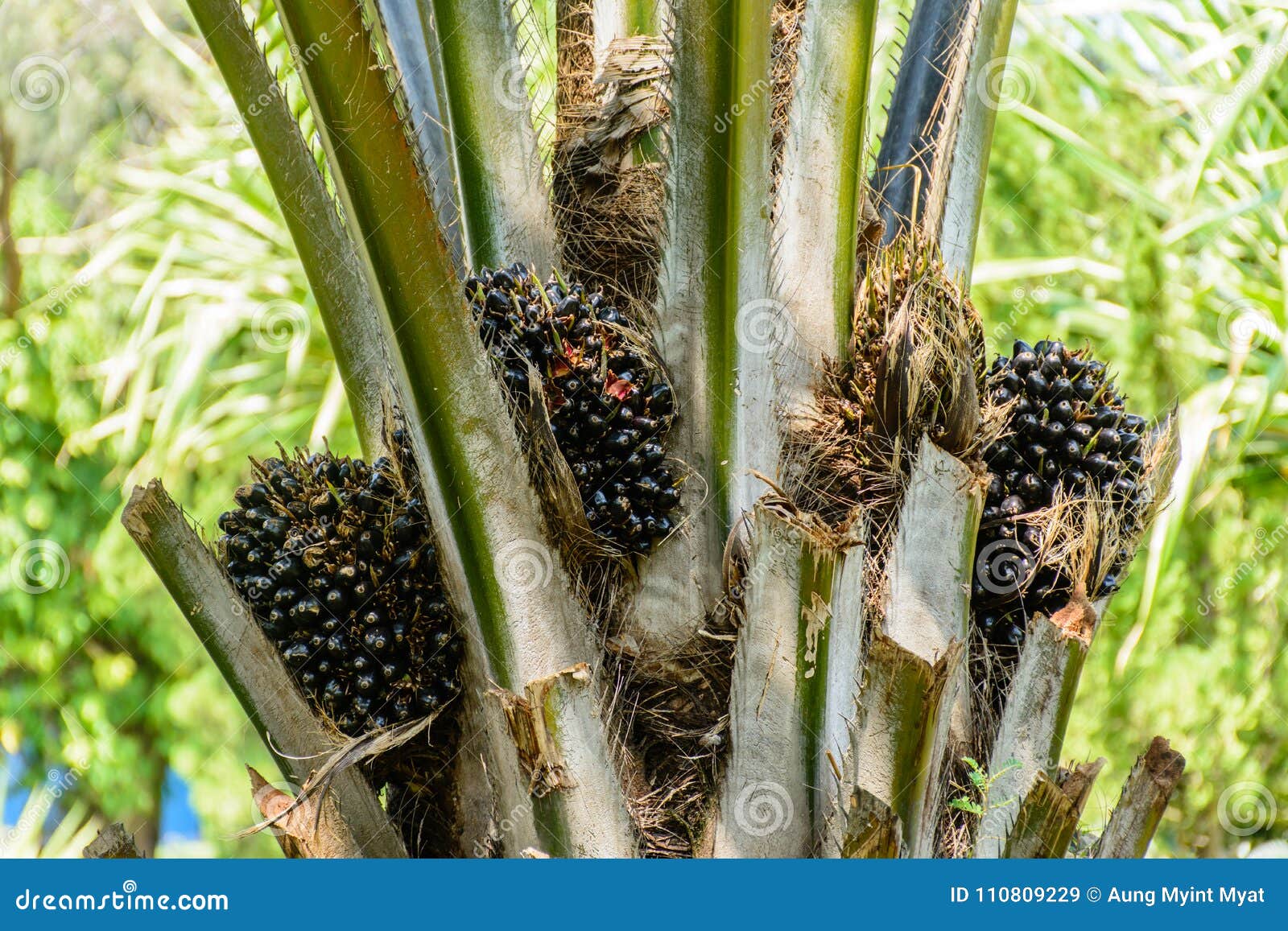 Photo of plam oil tree stock image. Image of grow, forest - 110809229