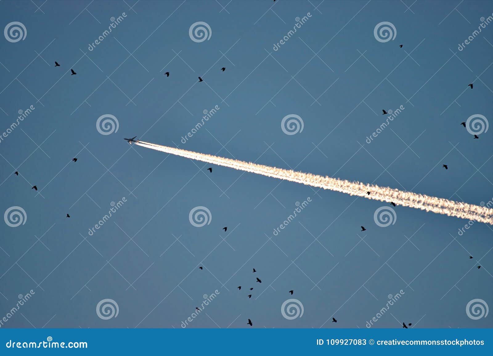 Photo Of Plane And Birds Picture. Image: 109927083