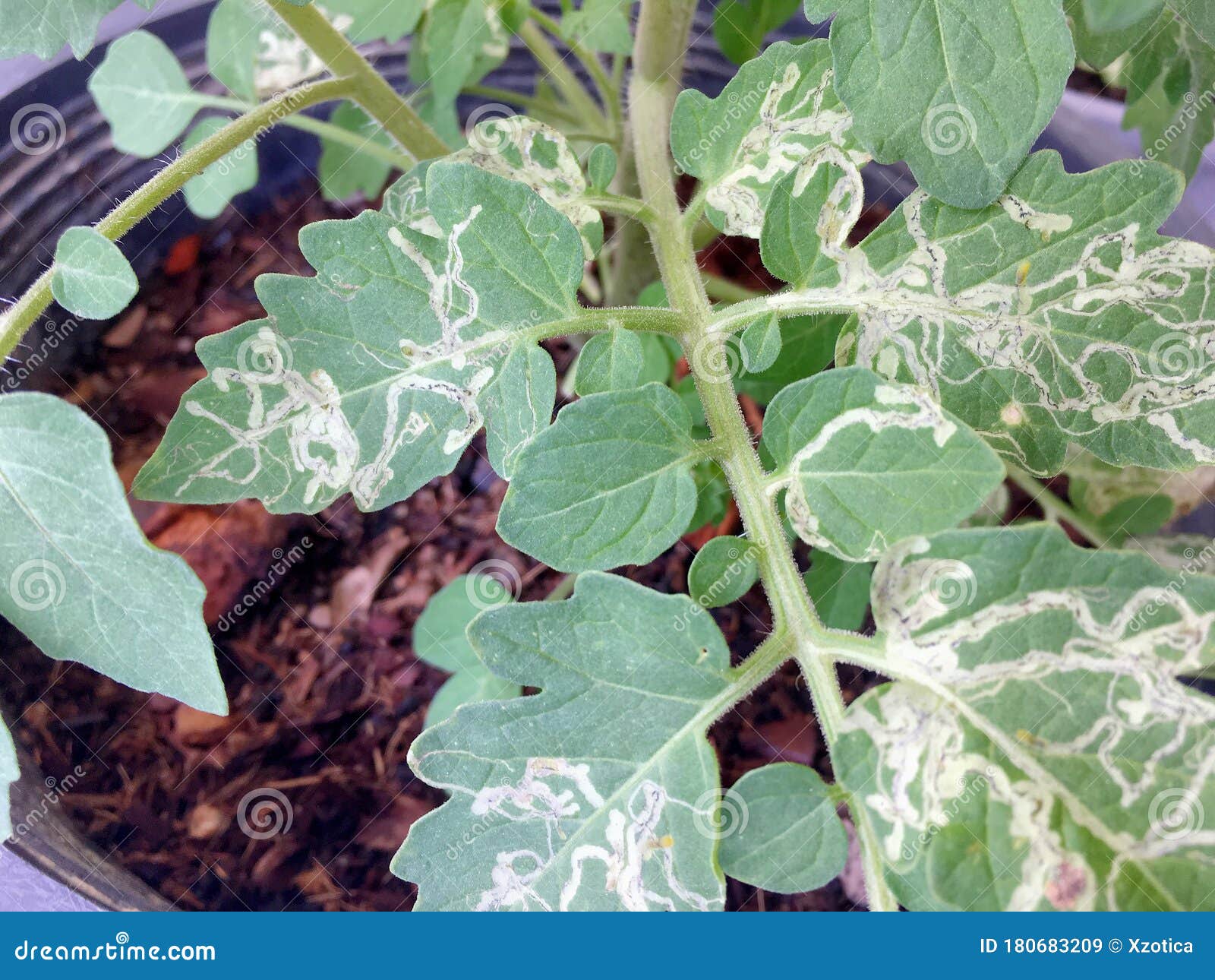 Plant Leaf Miner Disease in Tomato Leaves Stock Image - Image of ... Plant Leaf Miner Disease in Tomato Leaves Stock Image - Image of ...