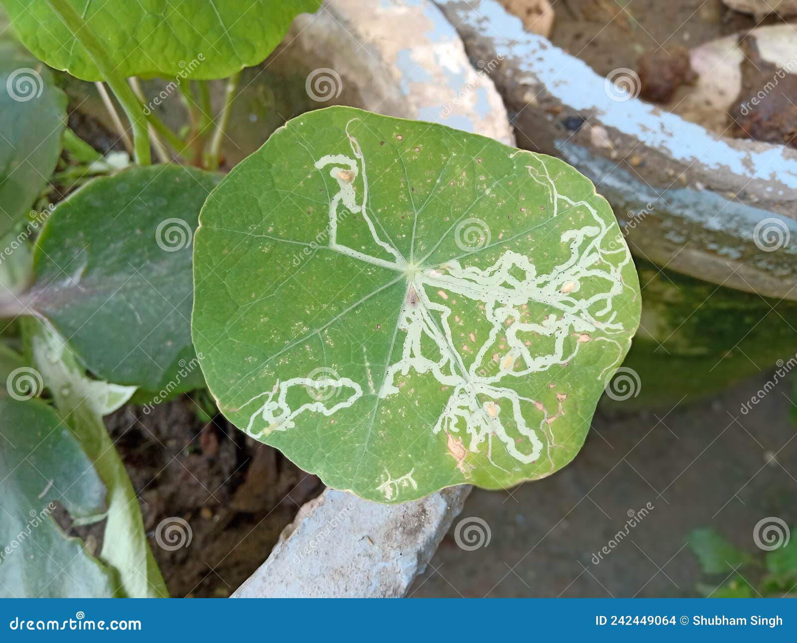 The Photo of Plant Leaf Miner Disease in Yellow Nasturtium Leaves Stock ... The Photo of Plant Leaf Miner Disease in Yellow Nasturtium Leaves Stock ...