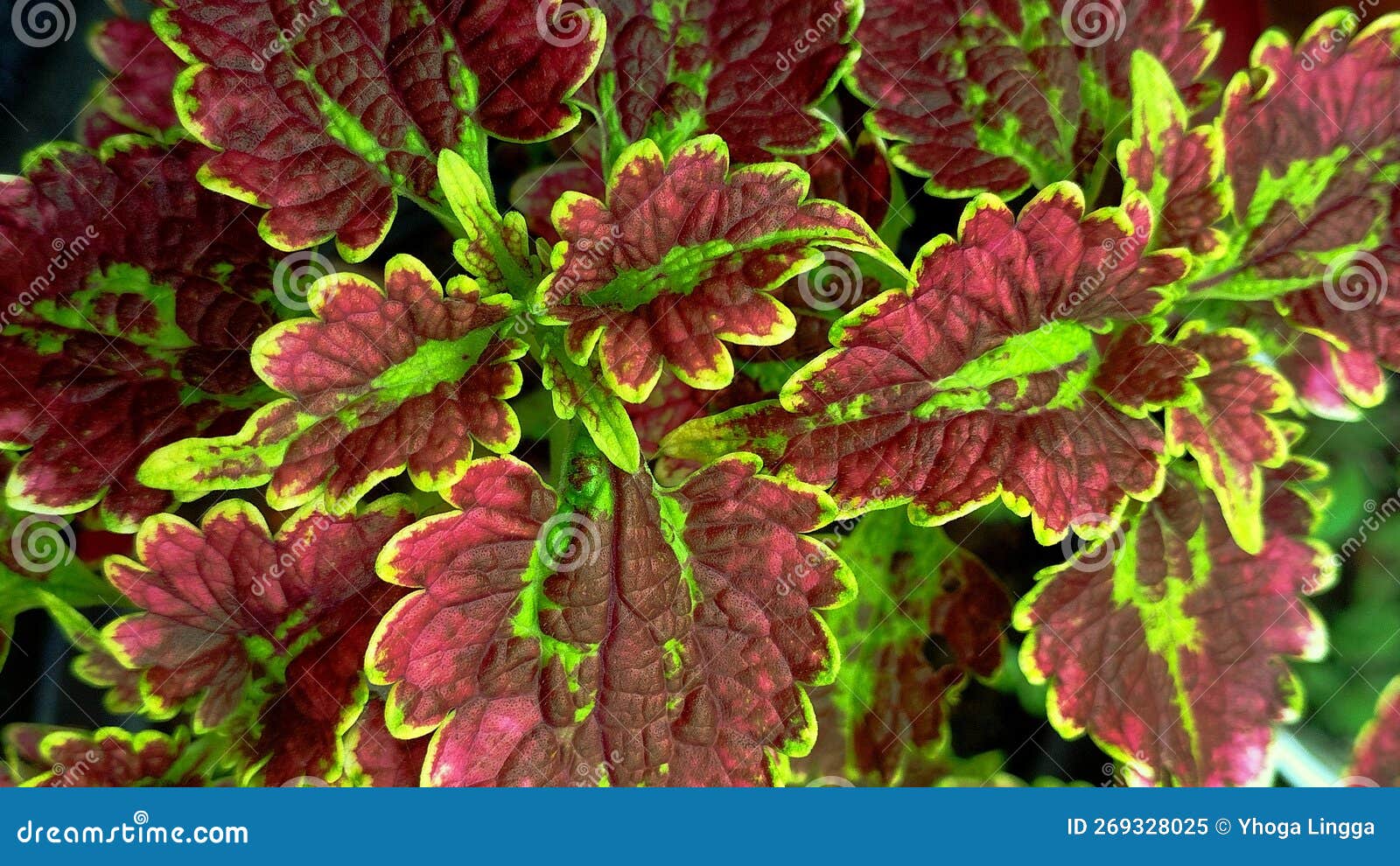 Photo of Plant Leaves with Beautiful Patterns Stock Image - Image of ...