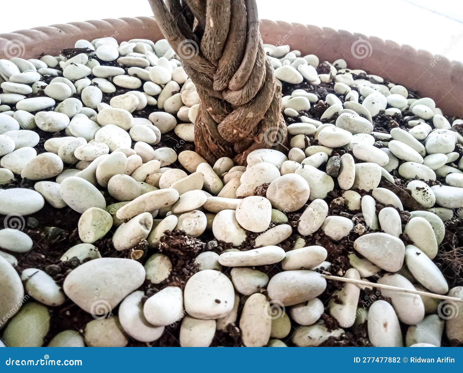 Photo of a Plant Stem Surrounded by Stones in a Pot Stock Photo - Image ...