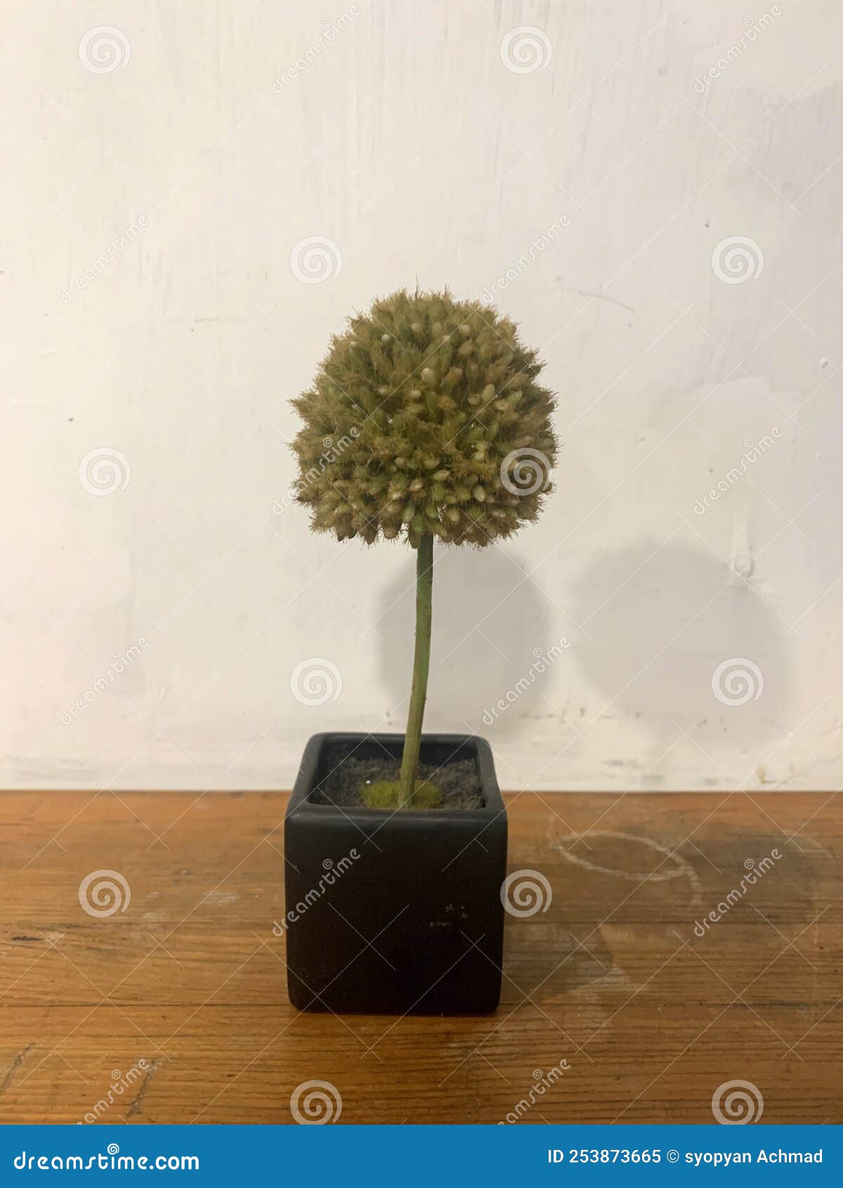 Photo of Plastic Tree with Leaves Like Cactus Stock Image - Image of ...