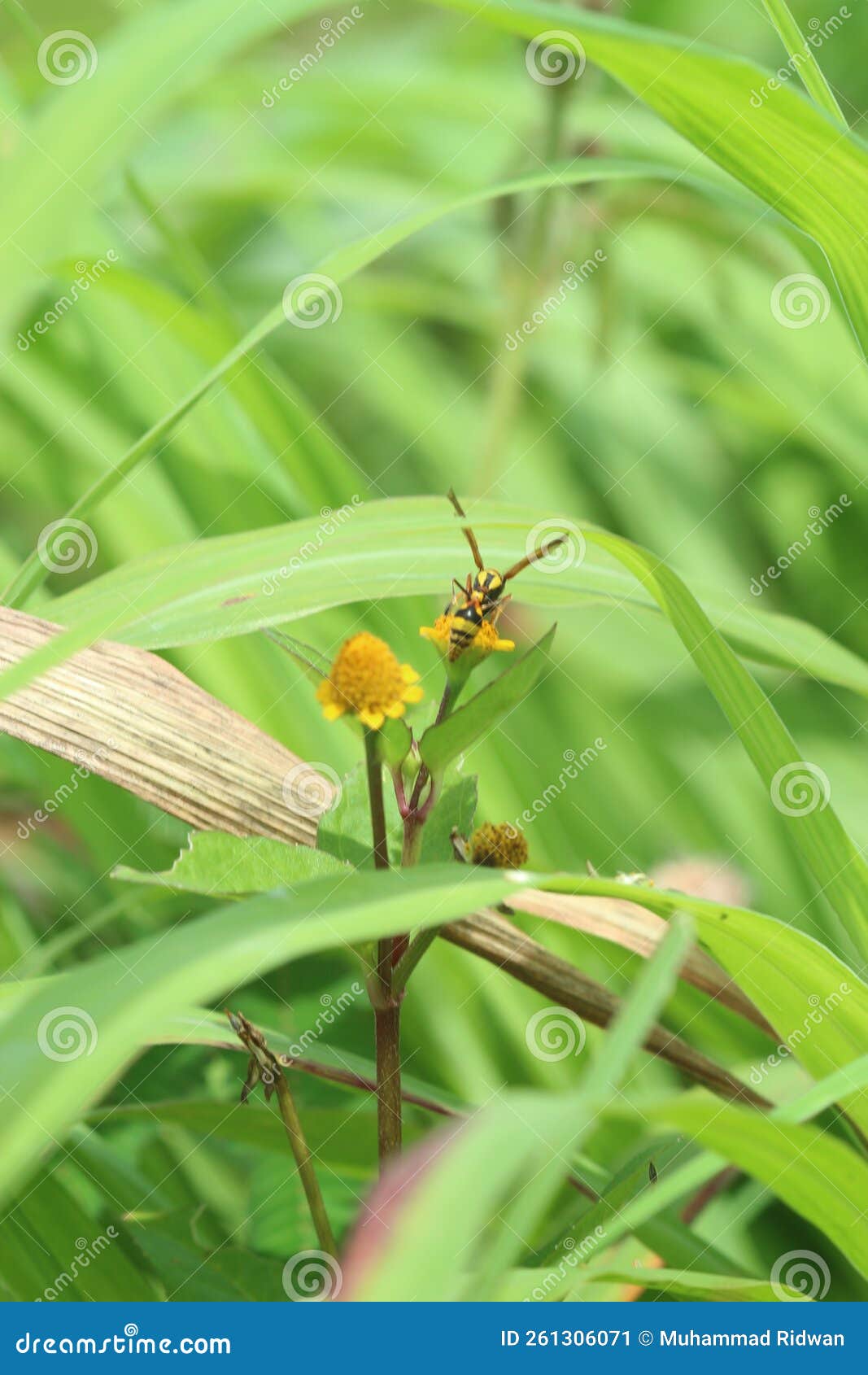 Photo of Pollinator Insects Pollinating Flowering Plants. Stock Image ...