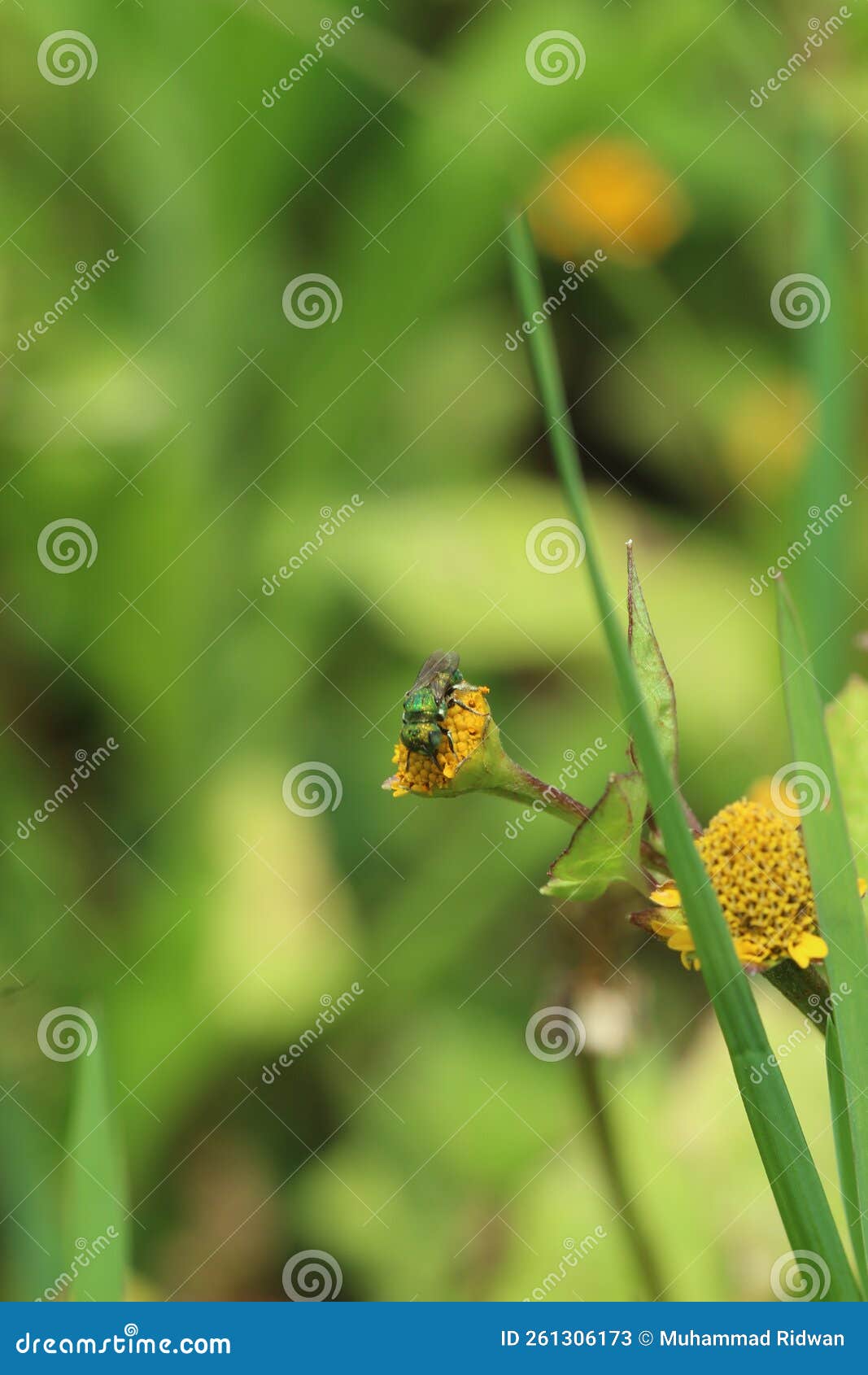 Photo of Pollinator Insects Pollinating Flowering Plants. Stock Image ...