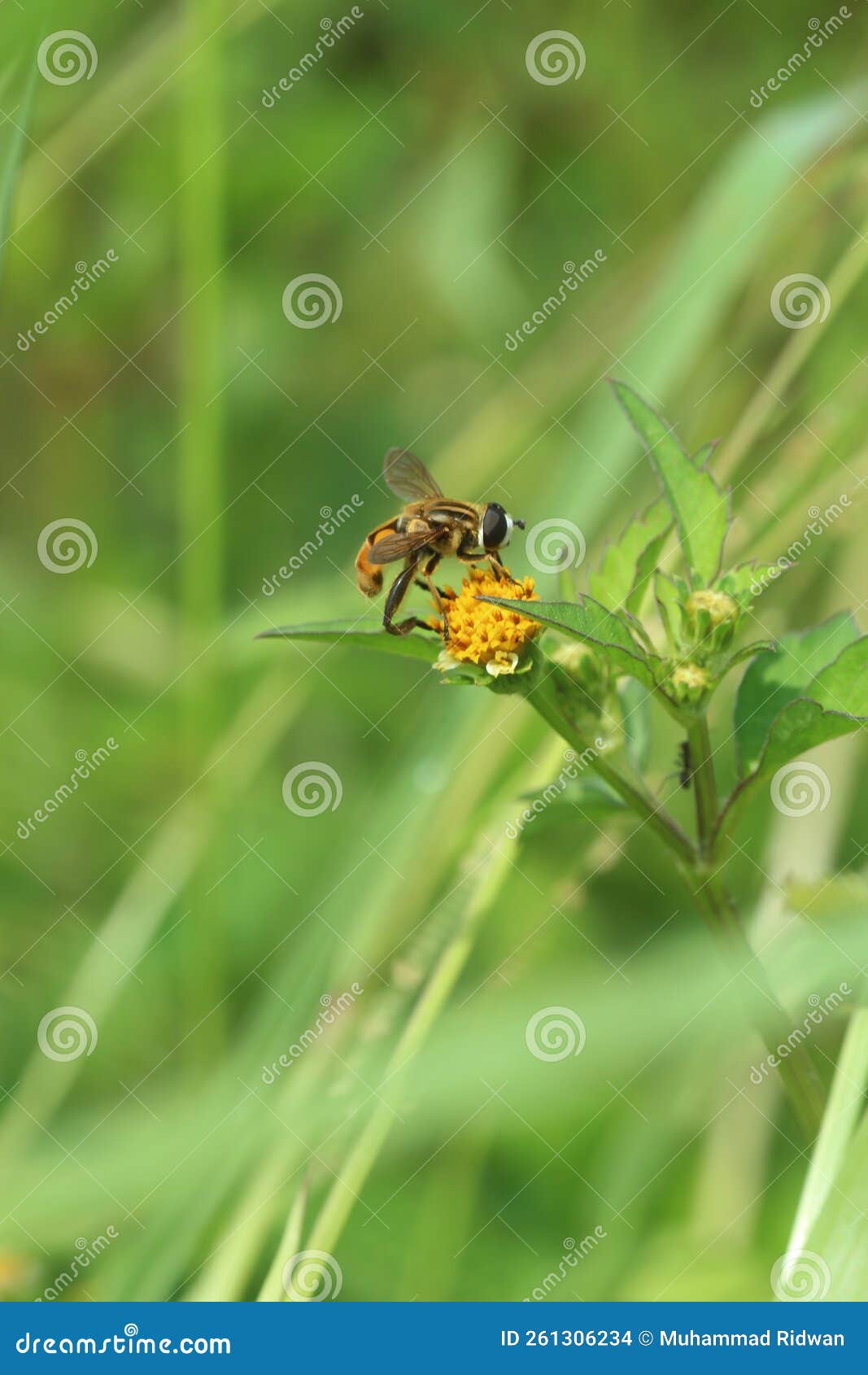 Photo of Pollinator Insects Pollinating Flowering Plants. Stock Photo ...