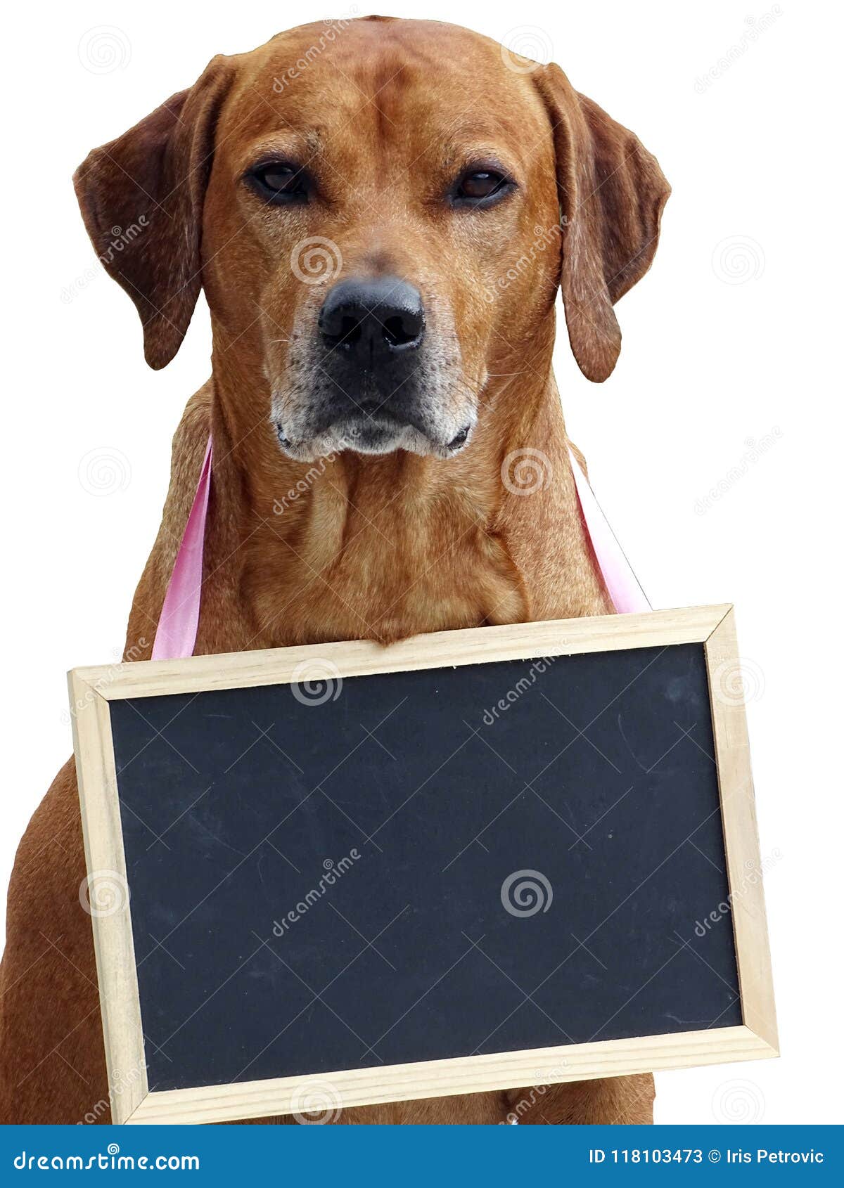 Dog Rhodesian Ridgeback and Chalkboard Stock Image - Image of care ...