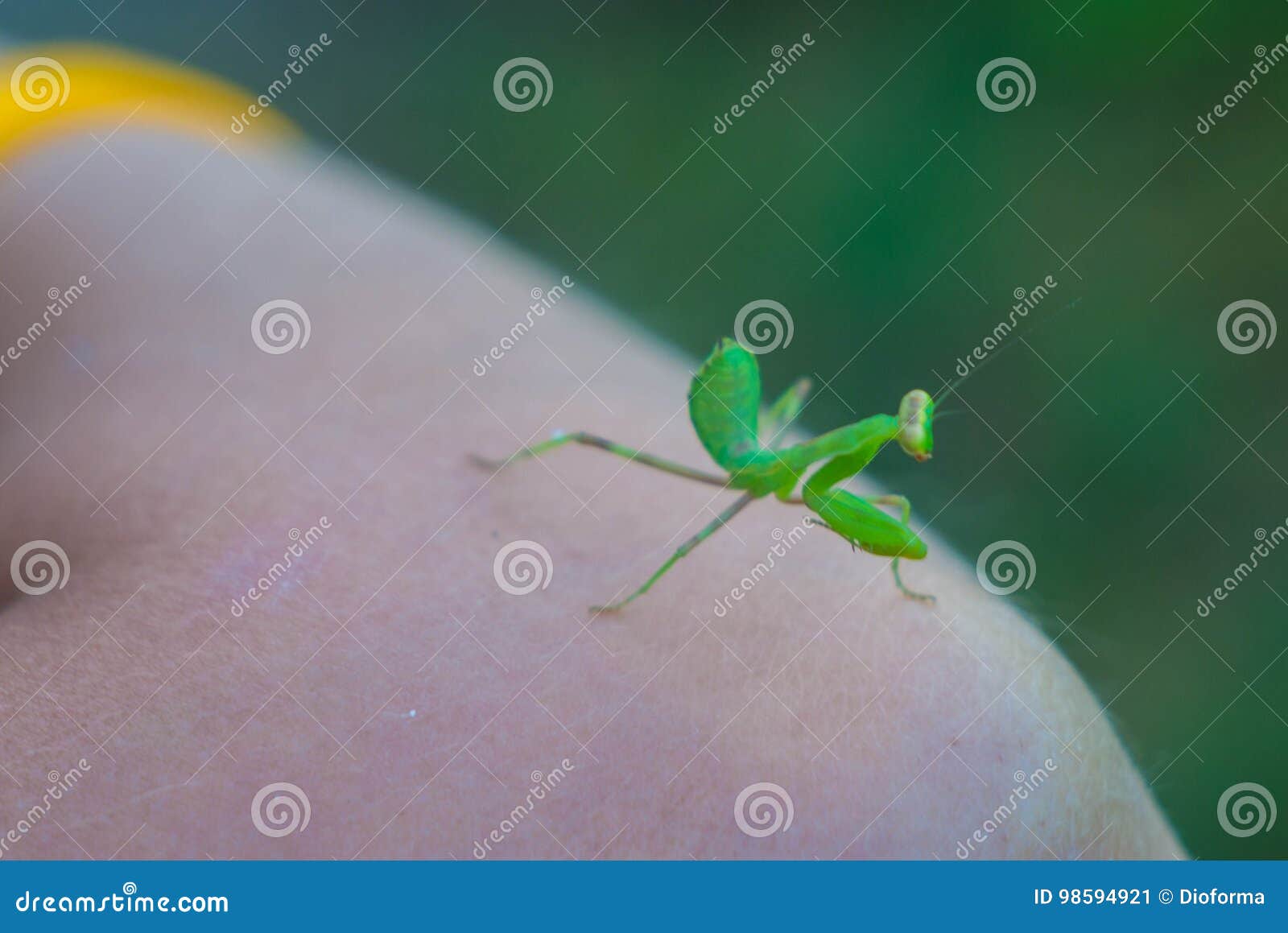 Photo of a Praying Mantis Sitting on the Arm Stock Image - Image of ...