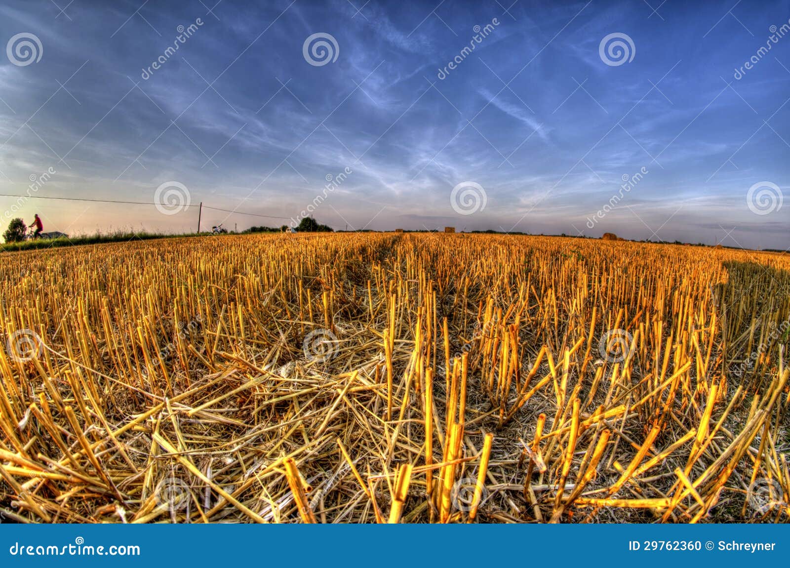 Stubble after Harvest Grain at Sunset Light Stock Photo - Image of ...