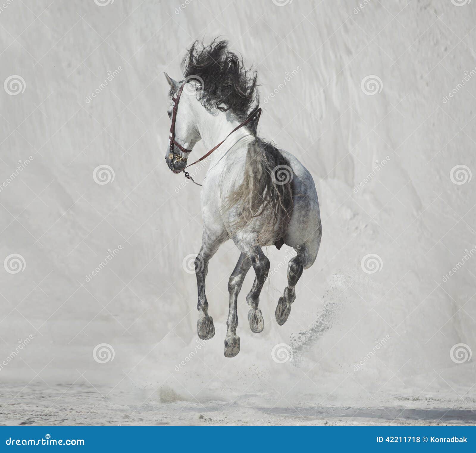 Photo Presenting the Galloping Horse Stock Photo - Image of mammal ...