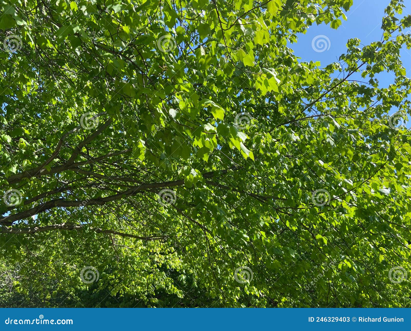 Pretty Green Leaves in Spring in April Stock Image - Image of green ...