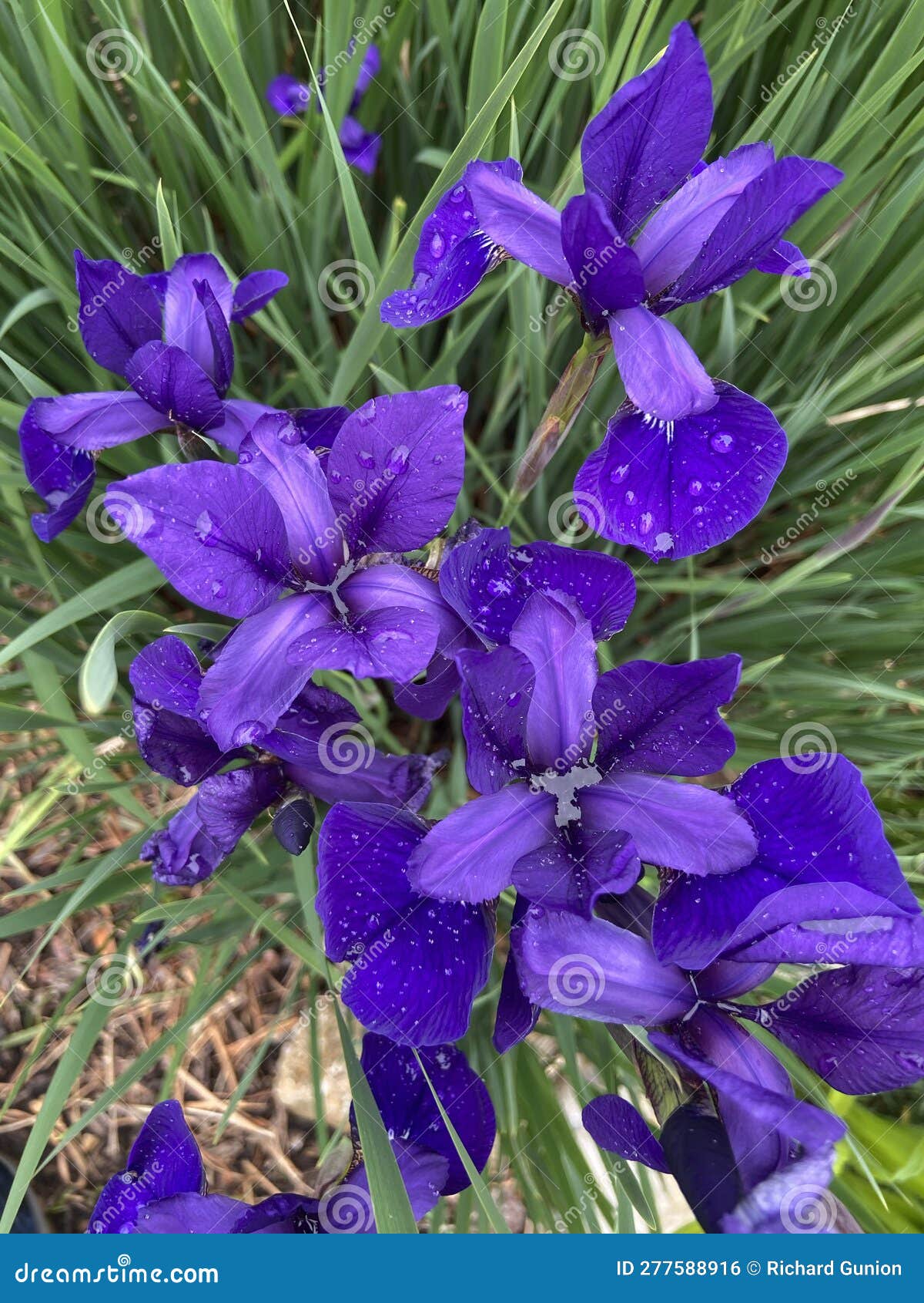 Pretty Purple Iris Flowers in Spring in May Stock Photo - Image of ...