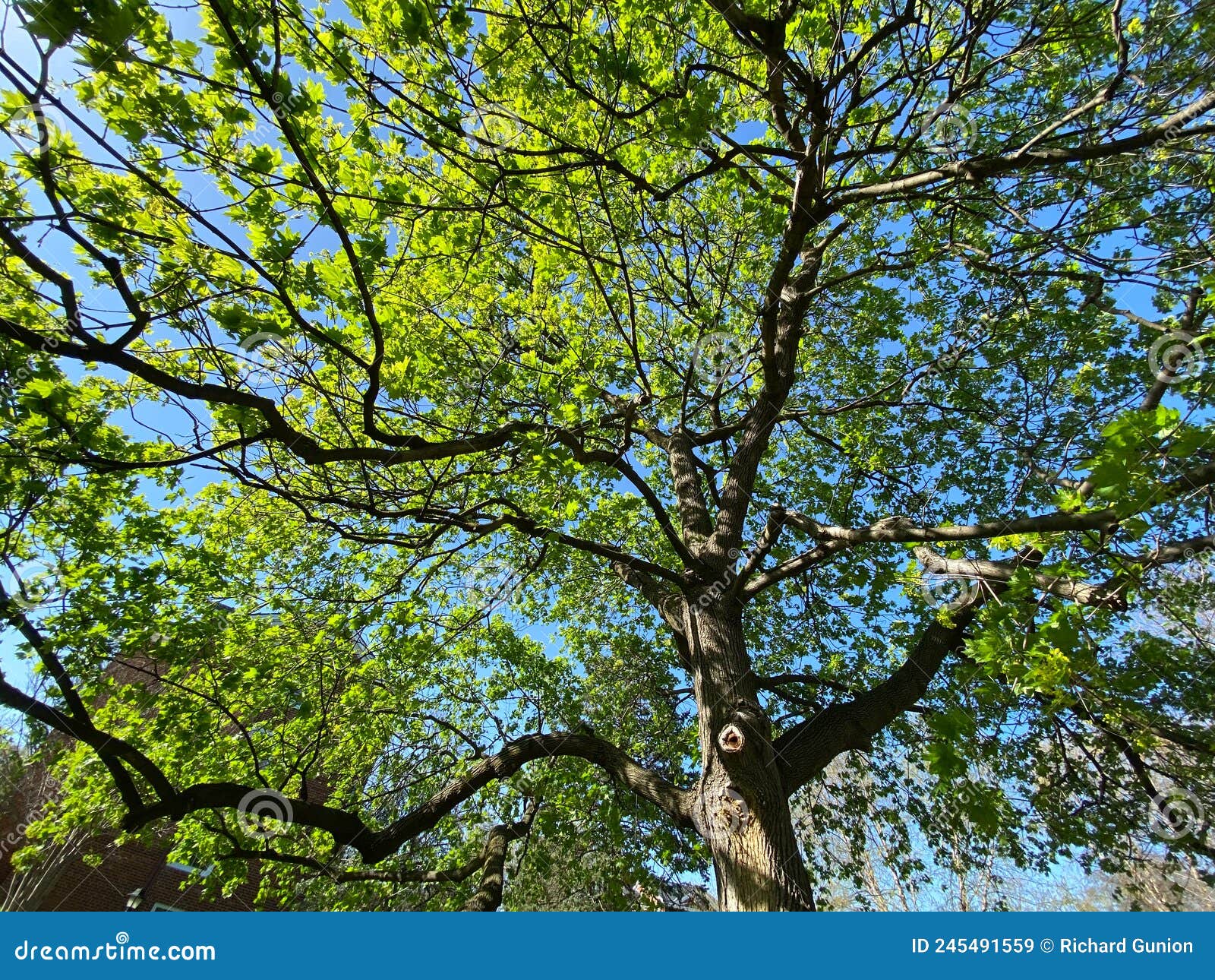 Pretty Tree in April in Spring with Green Leaves Stock Image - Image of ...
