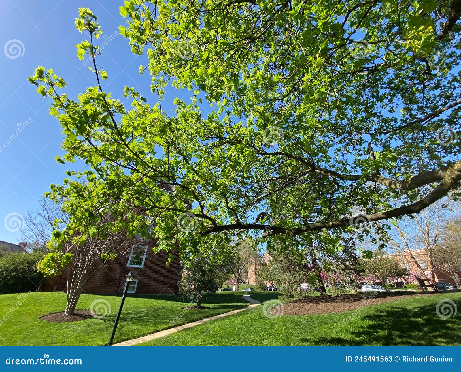 Pretty Tree in April in Spring with Green Leaves Stock Image - Image of ...