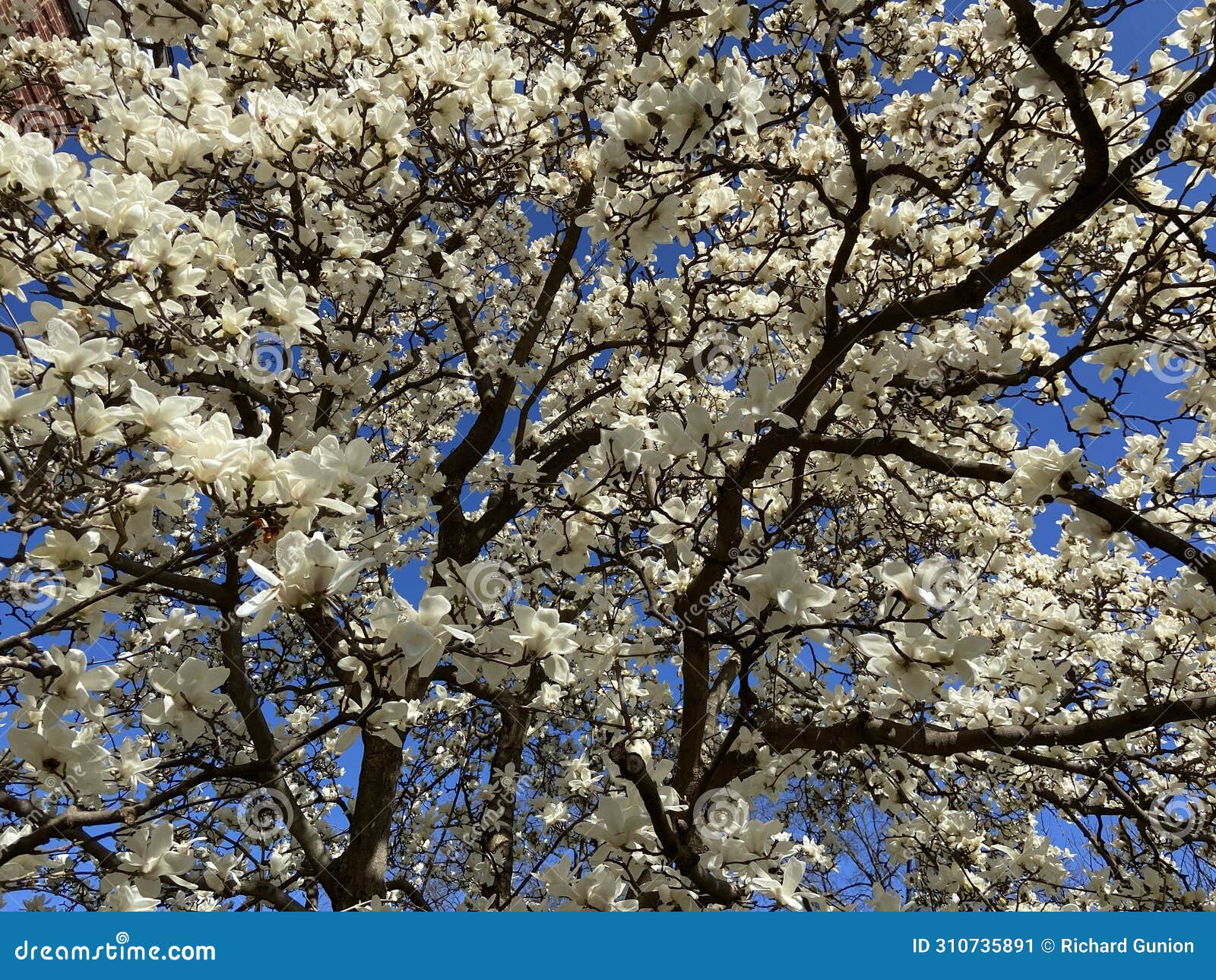Pretty White Tree in March before Spring Stock Image - Image of ...