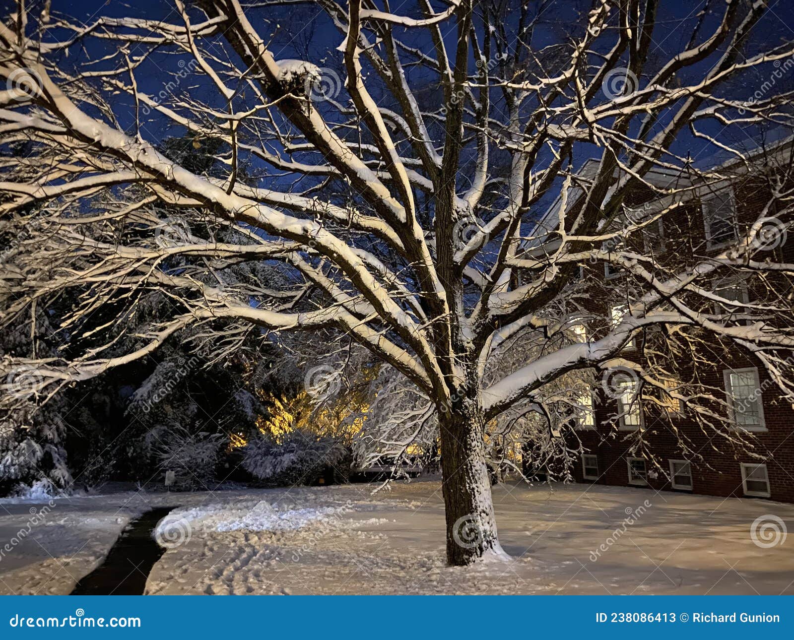 Pretty Winter Tree at Night in January Stock Image - Image of cold ...