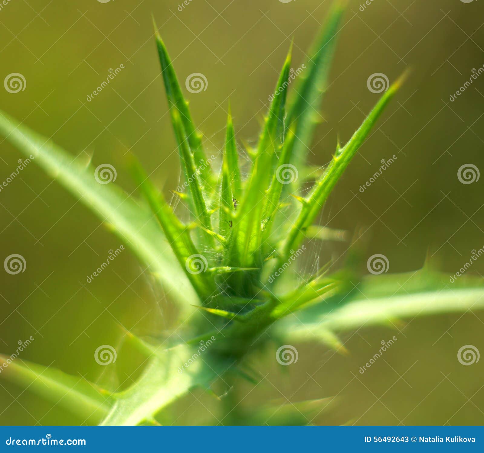 Photo of prickly plants stock image. Image of nature - 56492643