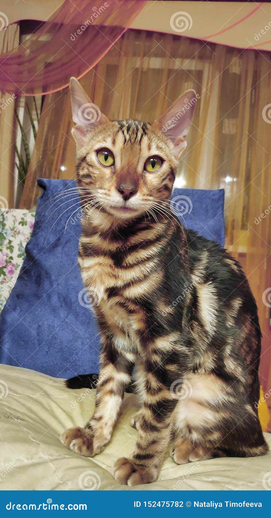Photo of a Purebred Bengal Cat with a Beautiful Pattern on the Face and ...