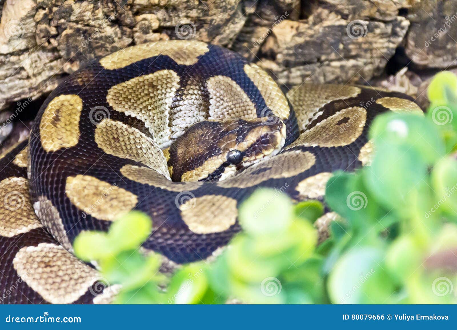 Photo of Python Snake in Green Stock Photo - Image of background ...