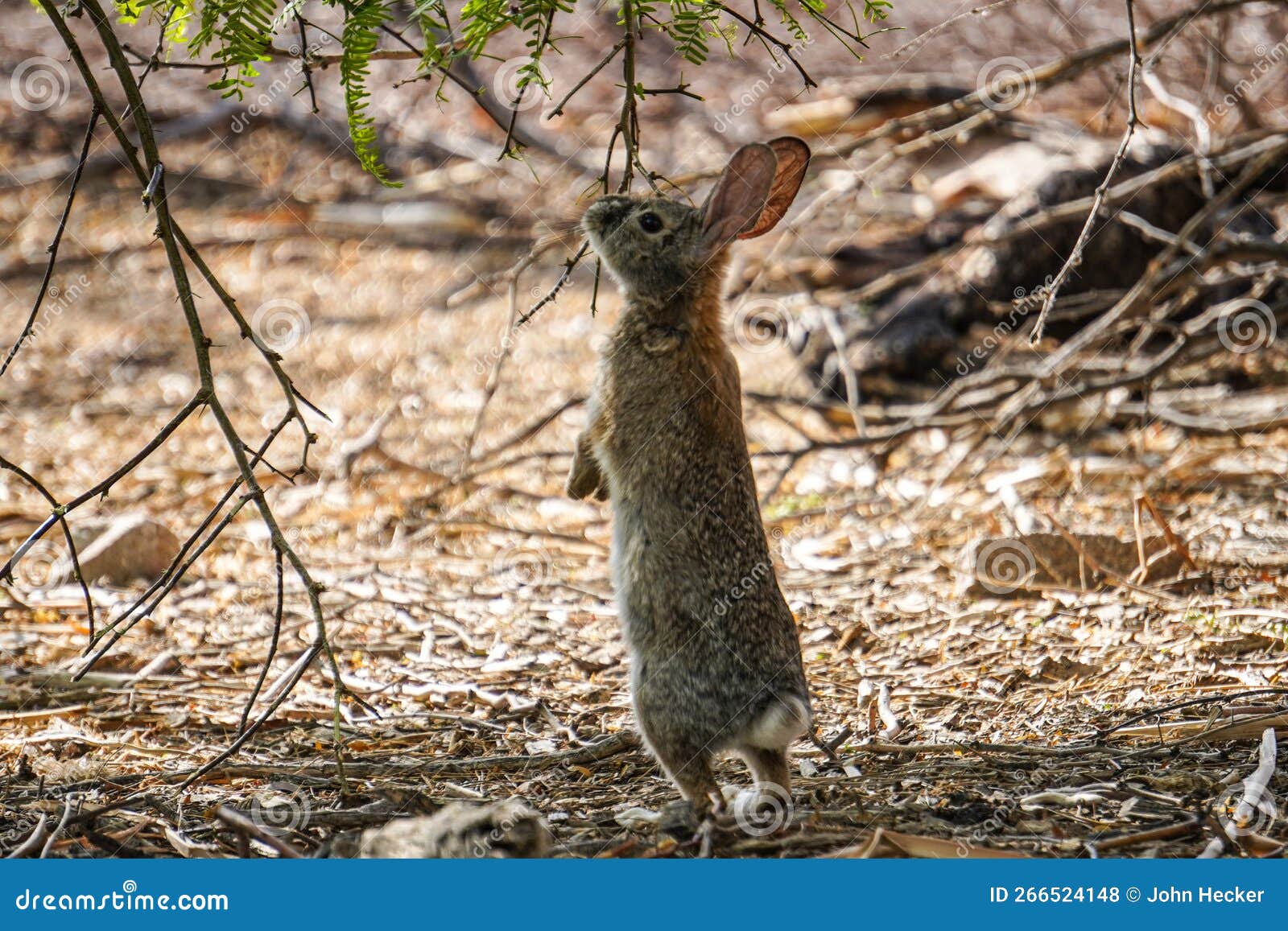 Hungry Bunny stock photo. Image of branch, squirrel - 266524148