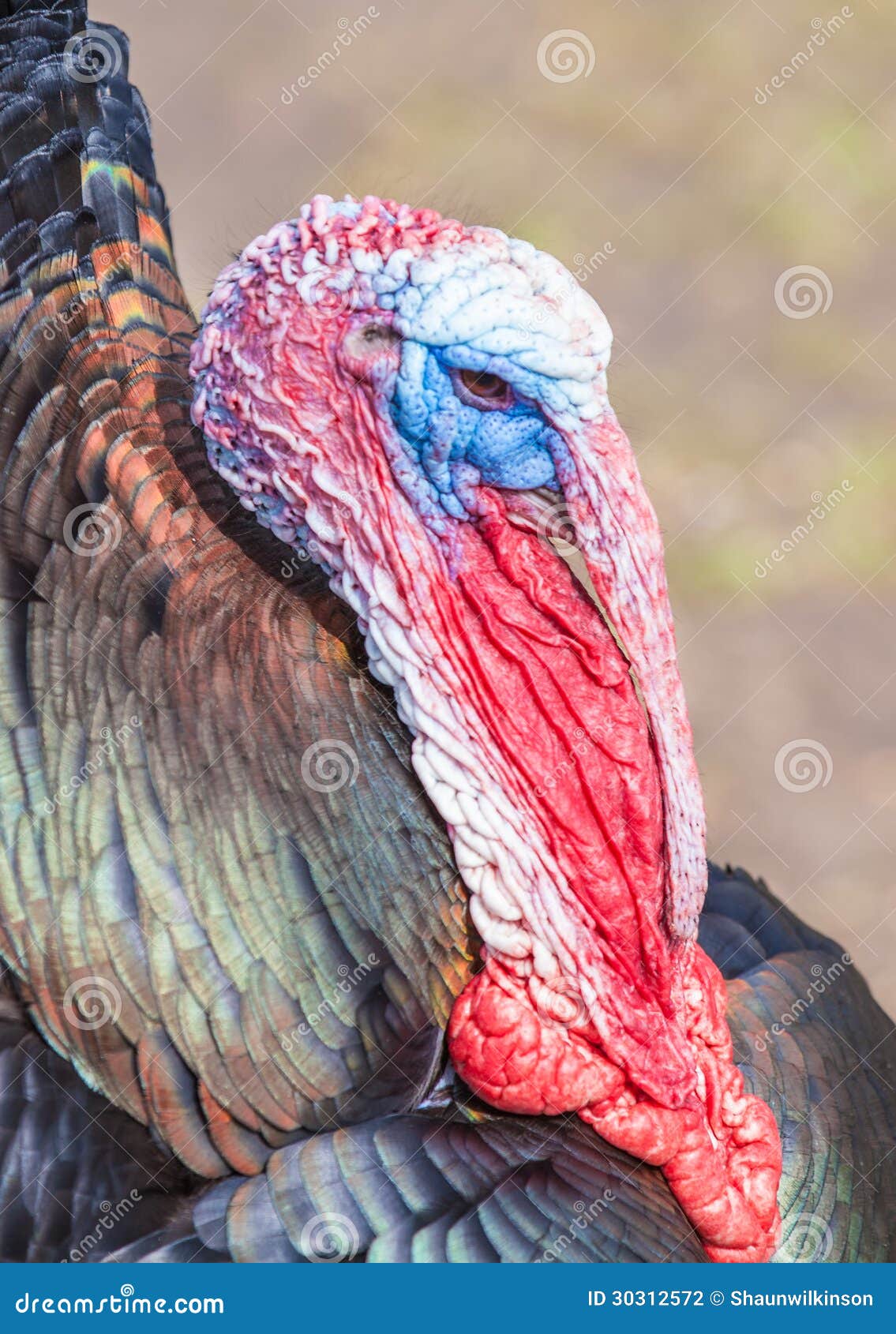 Rare breed Turkey stock photo. Image of bird, animal - 30312572