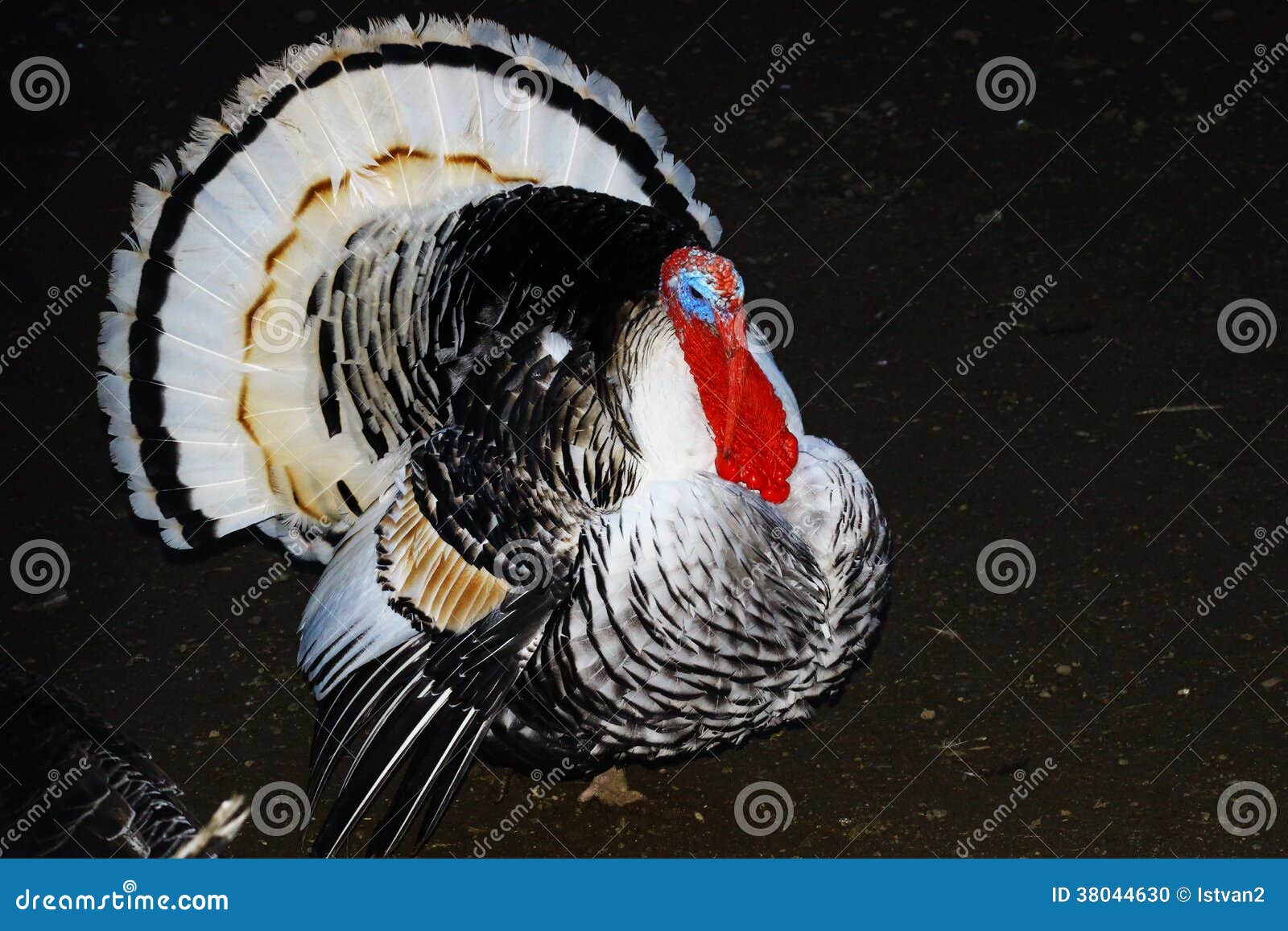 Photo of a Rare Breed Turkey. Stock Photo - Image of detail, field ...