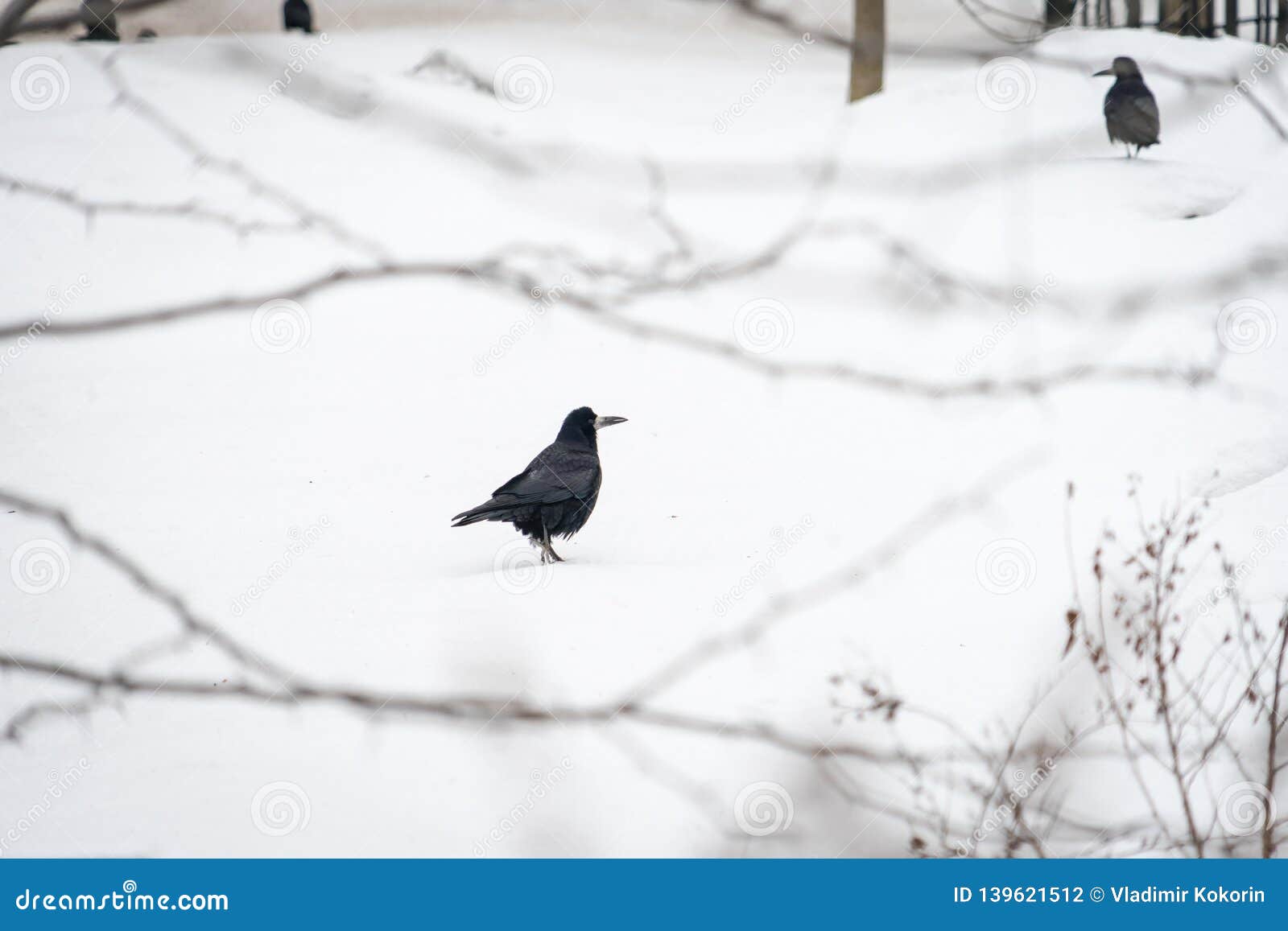 Photo Raven in the Snow in Winter Stock Photo - Image of birding, raven ...
