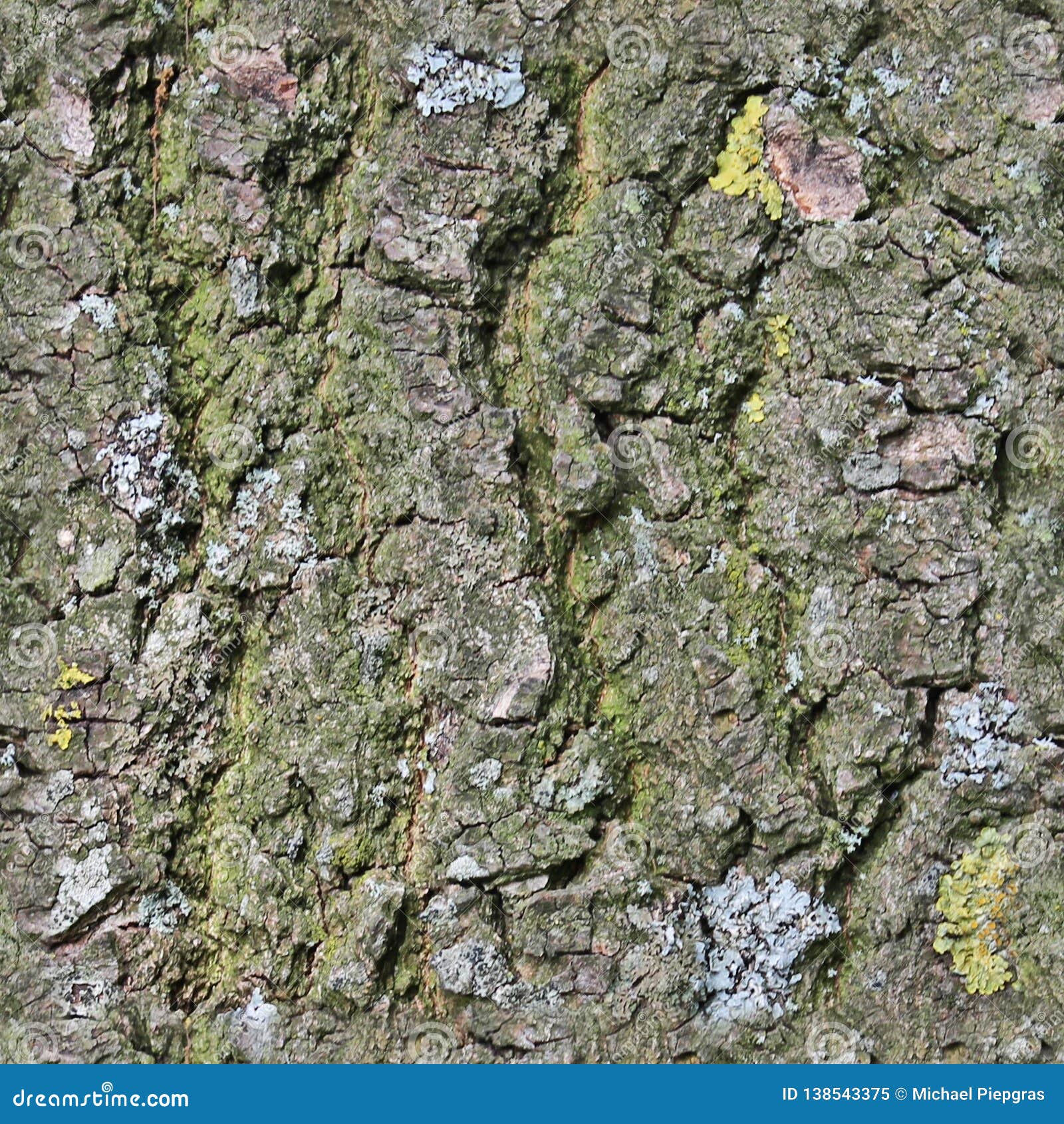 Photo Realistic Texture of Tree Bark in High Resolution Stock Image ...