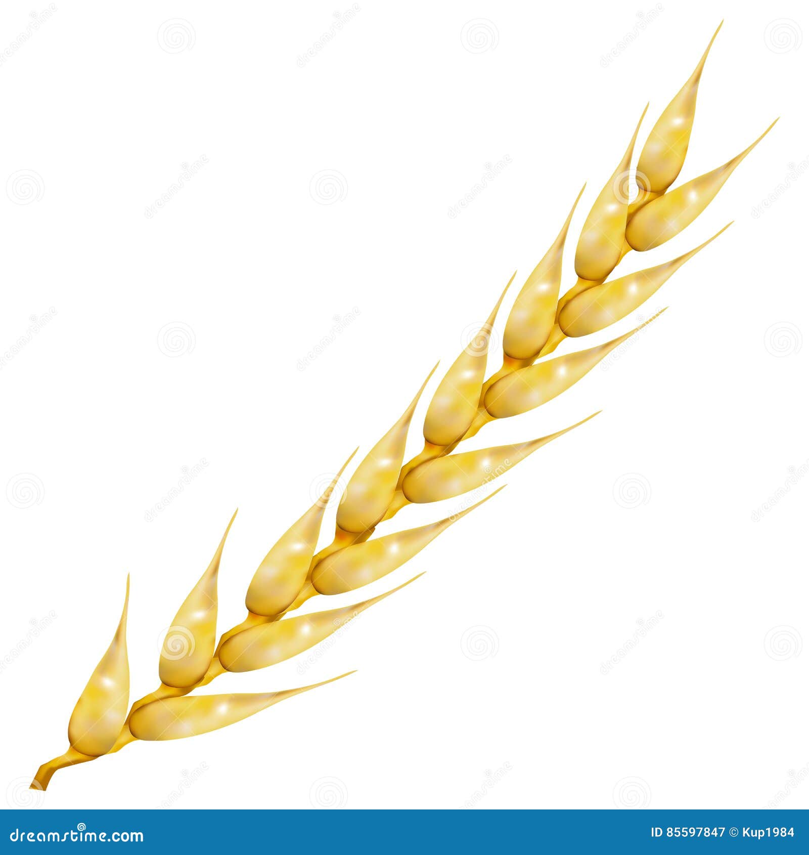 Photo Realistic Ear of Wheat, Vector Illustration. Stock Vector ...