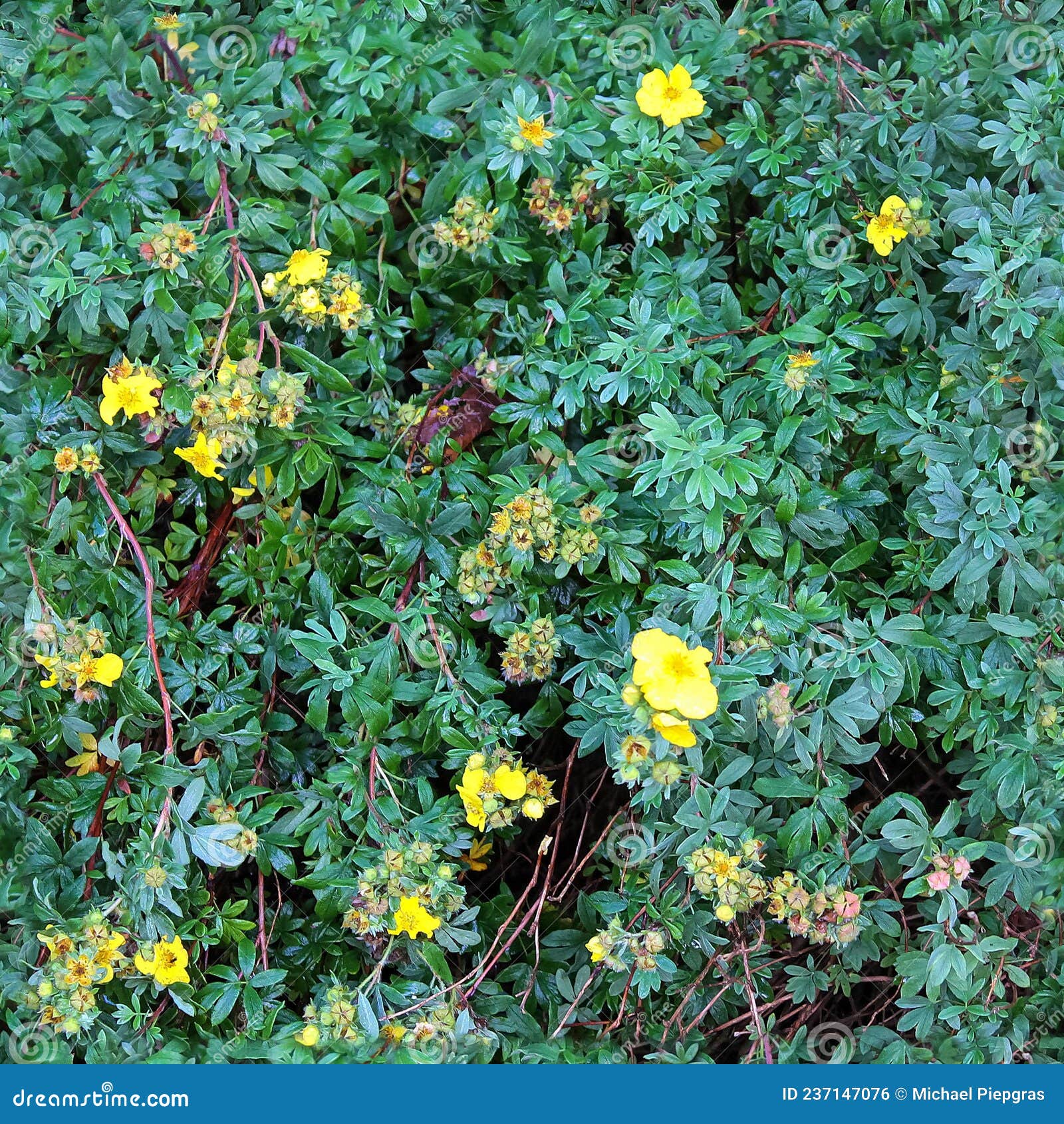 Photo Realistic Seamless Texture Pattern of Organic Plant Leaves Stock ...