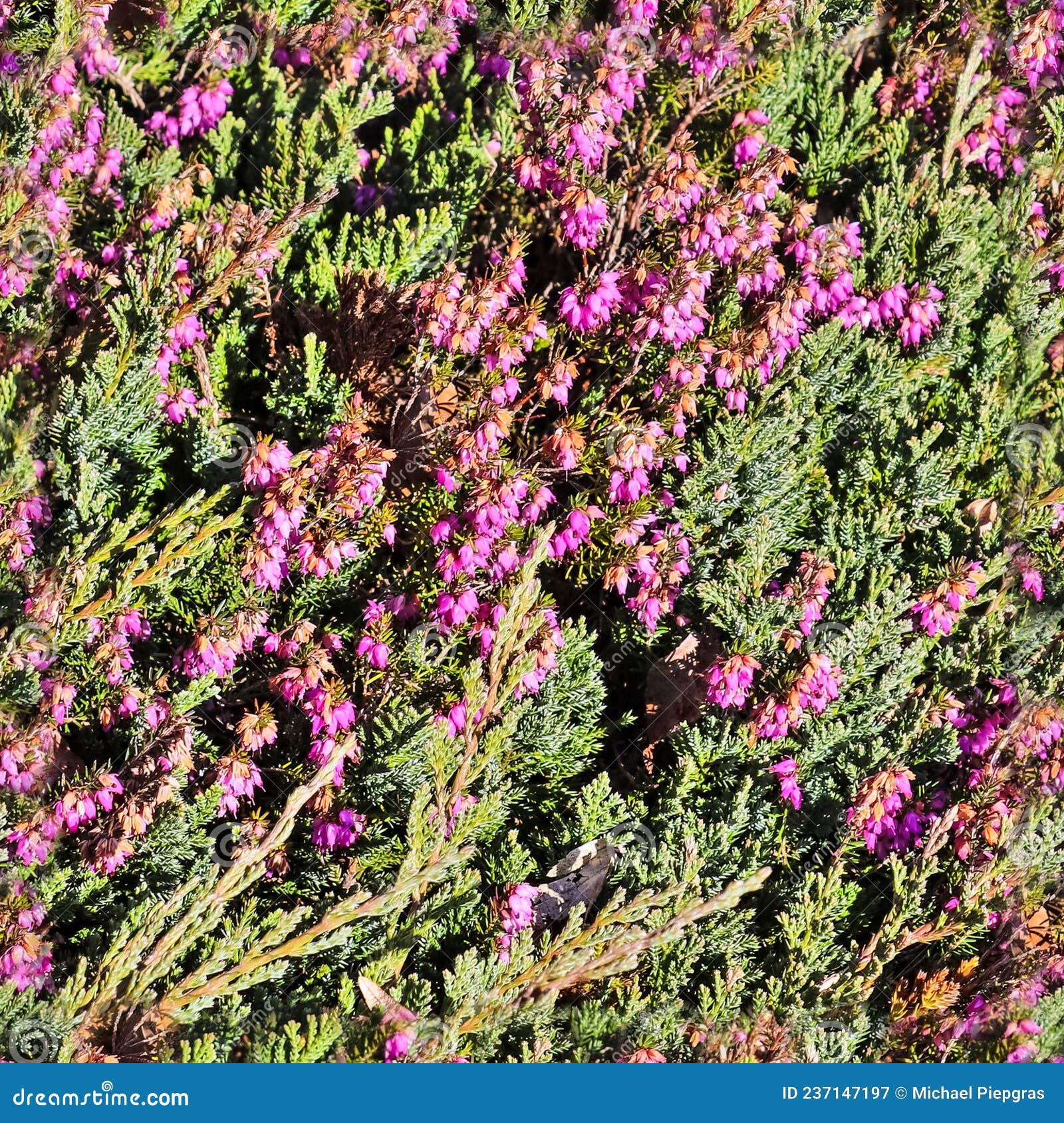 Photo Realistic Seamless Texture Pattern of Organic Plant Leaves Stock ...