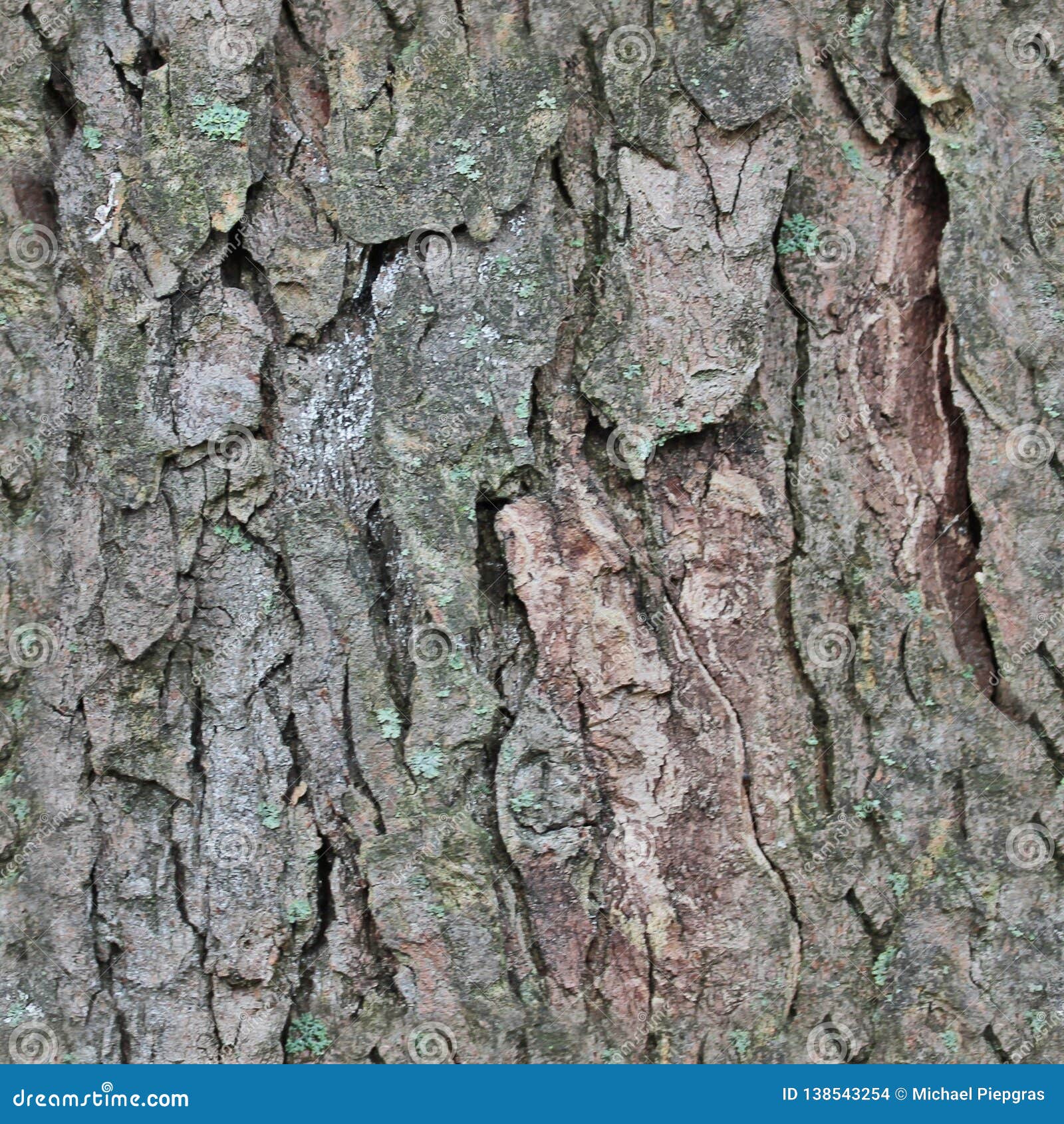 Photo Realistic Texture of Tree Bark in High Resolution Stock Photo ...