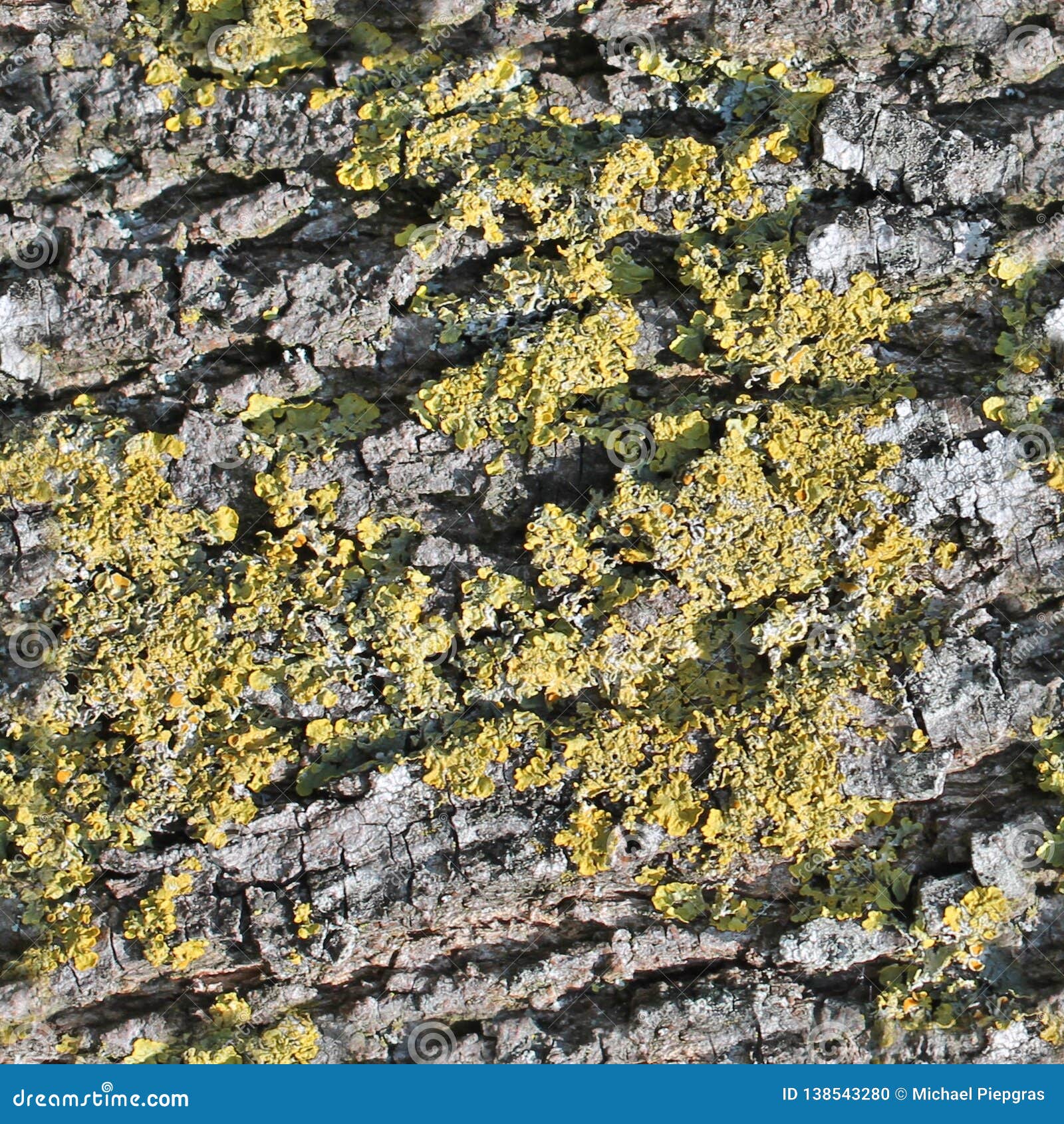 Photo Realistic Texture of Tree Bark in High Resolution Stock Photo ...